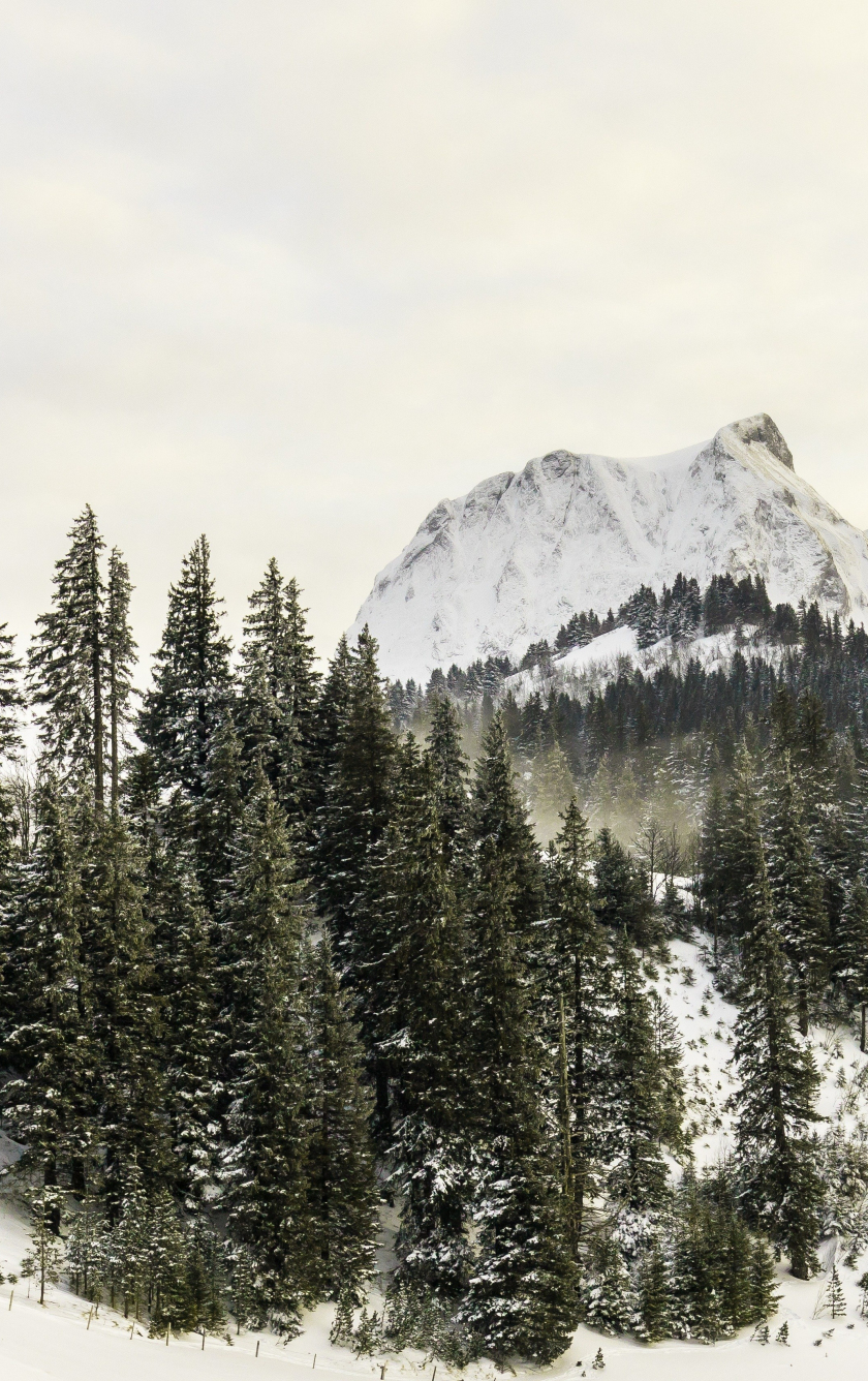 Winter Tree iPhone Wallpapers - Wallpaper Cave