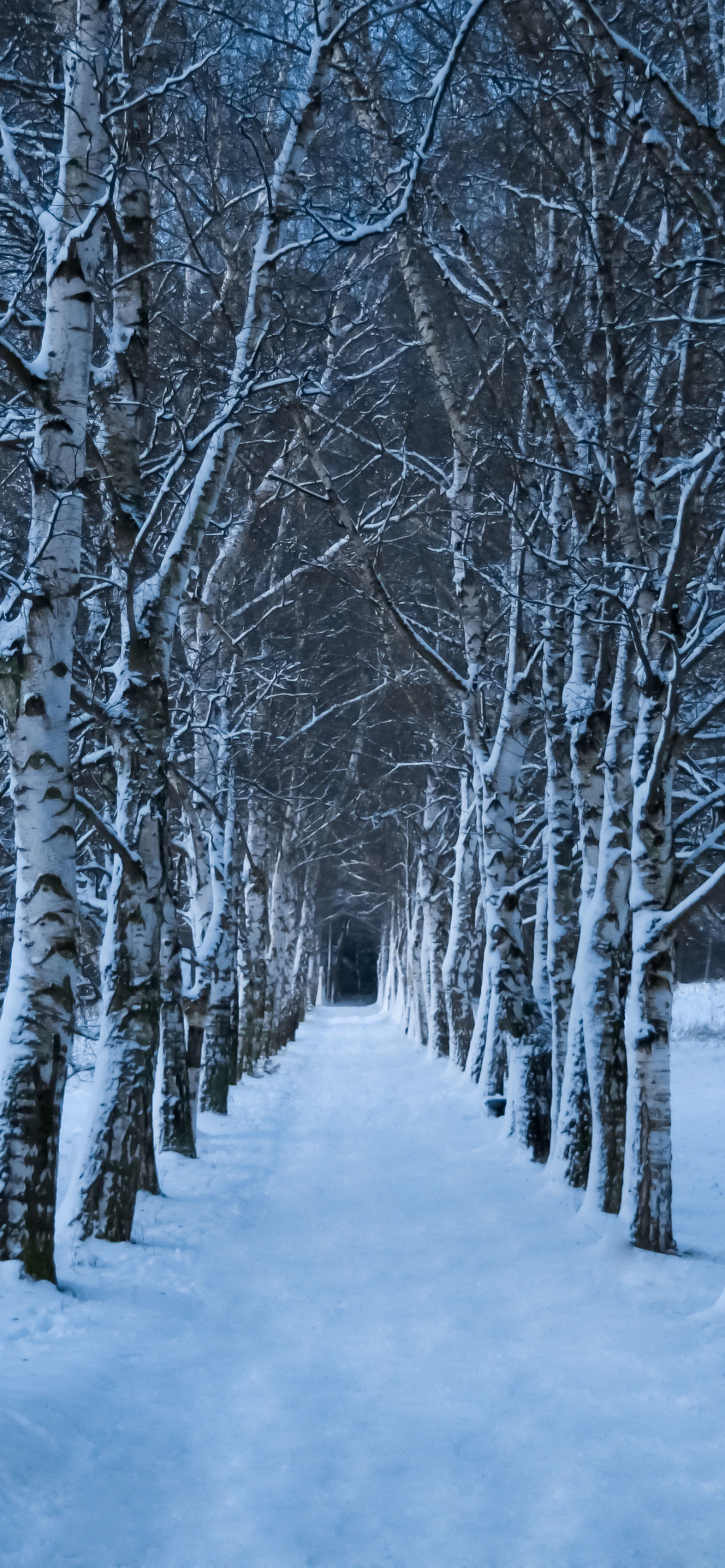 Winter Tree iPhone Wallpapers - Wallpaper Cave