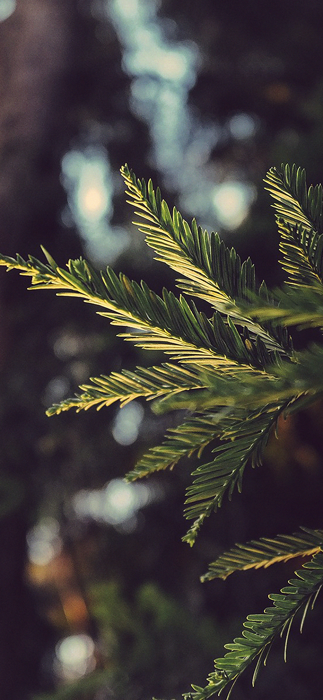Winter Tree iPhone Wallpapers - Wallpaper Cave