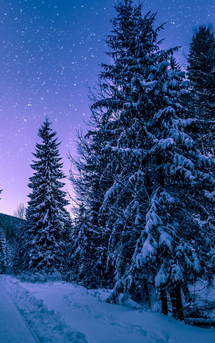 Winter Tree iPhone Wallpapers - Wallpaper Cave
