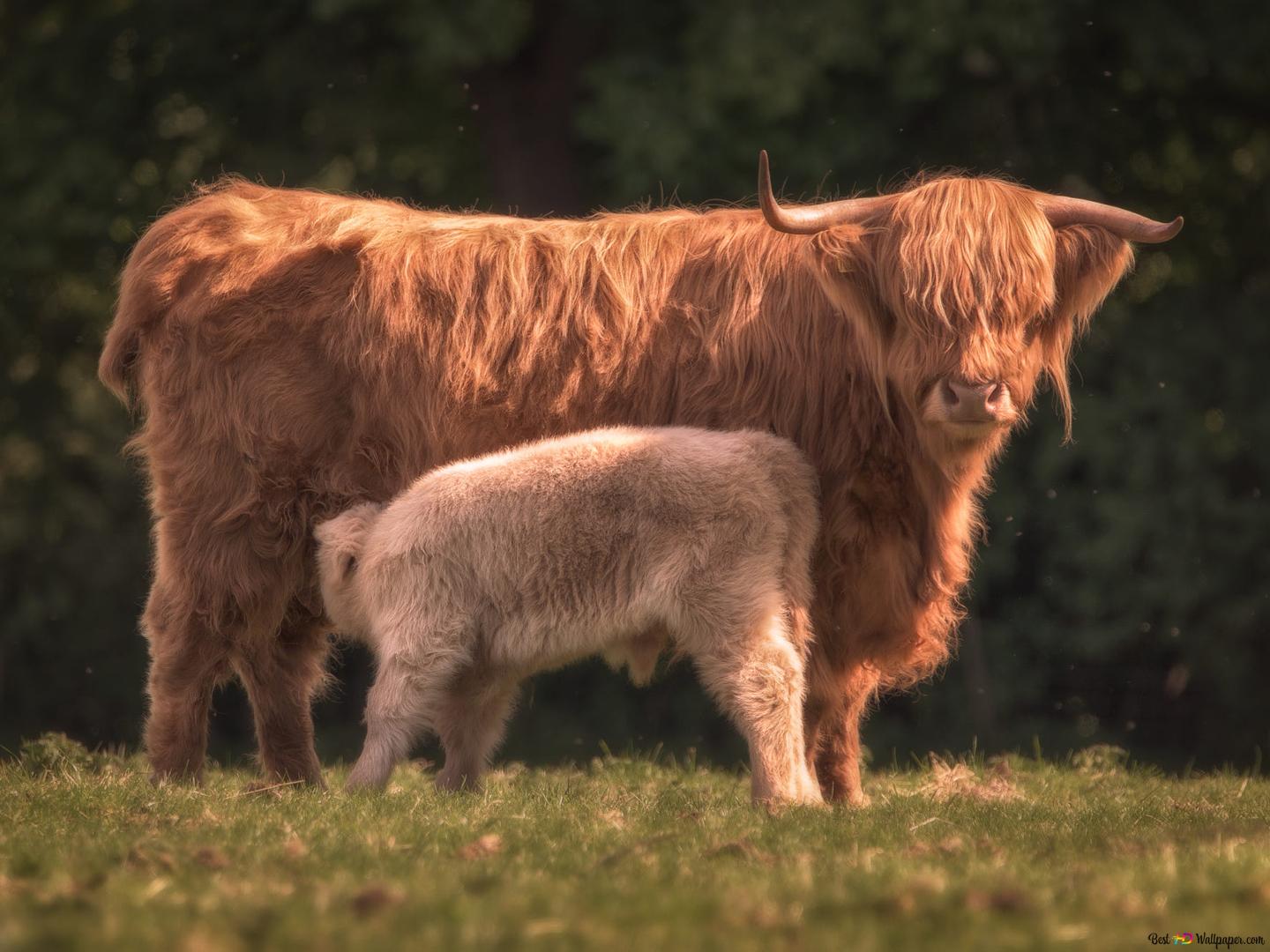 Fluffy Baby Cows Wallpapers - Wallpaper Cave