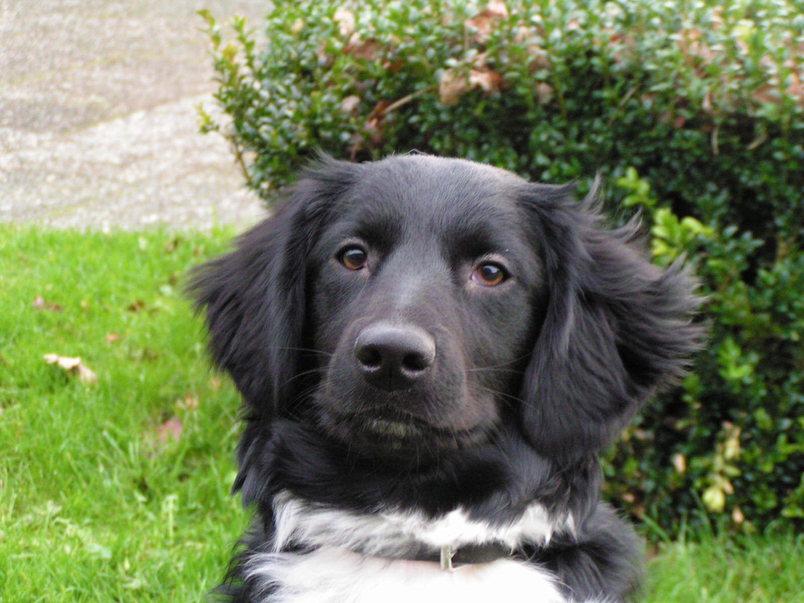 Stabyhoun Wallpapers - Wallpaper Cave