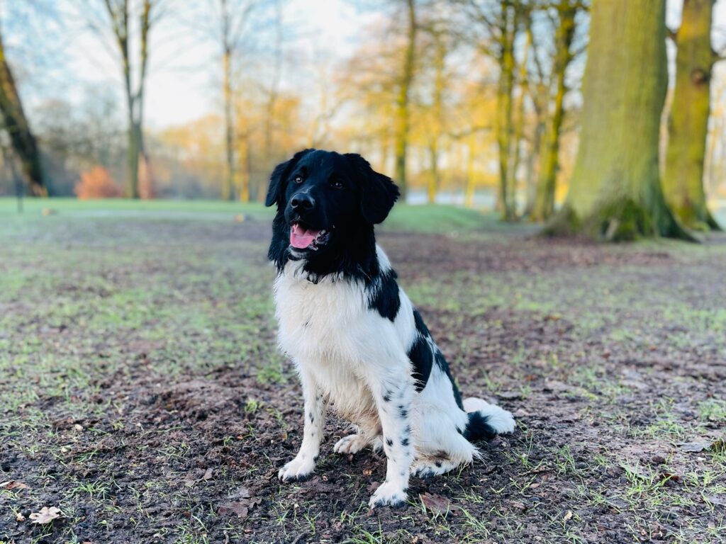 Stabyhoun Wallpapers - Wallpaper Cave