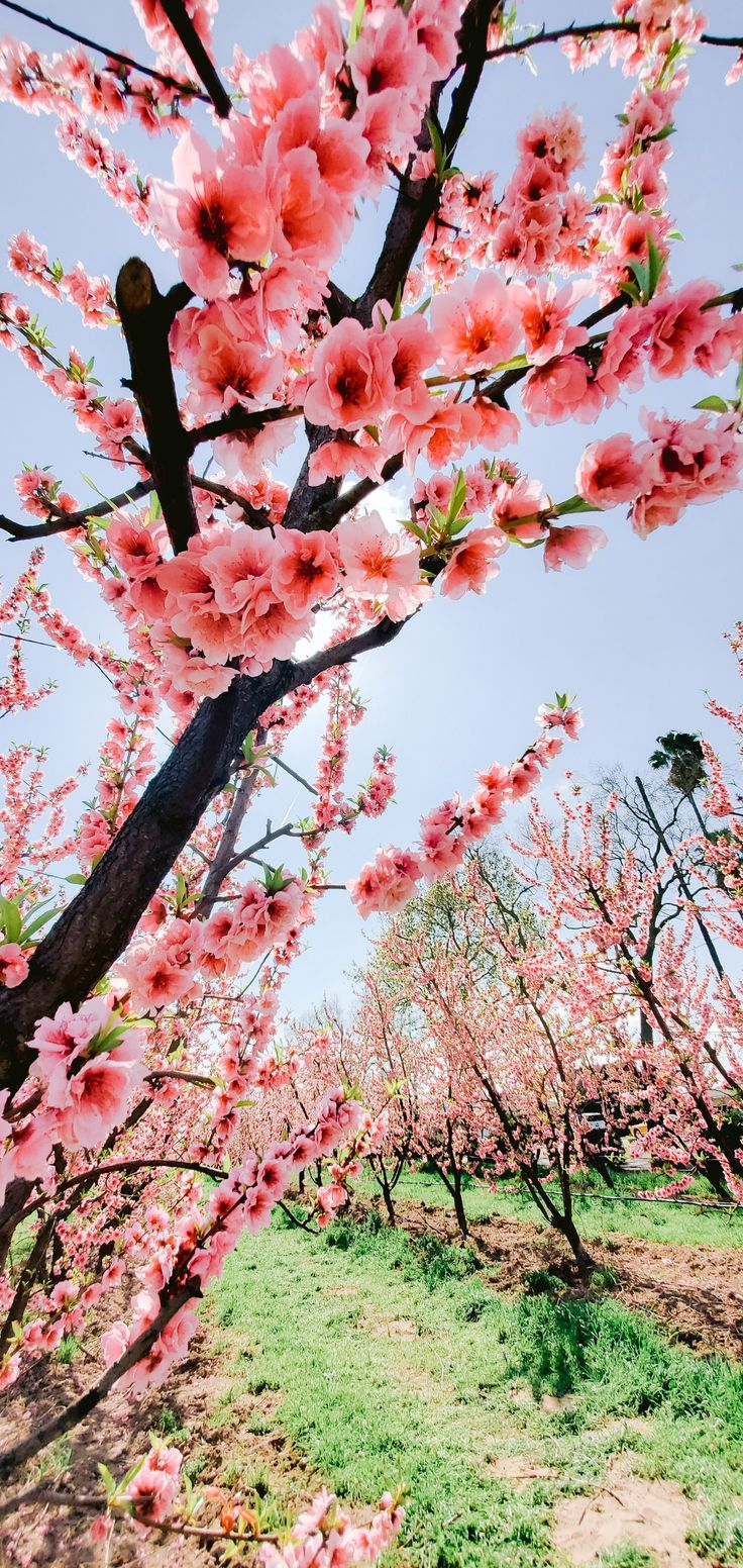 California Spring iPhone Wallpapers - Wallpaper Cave