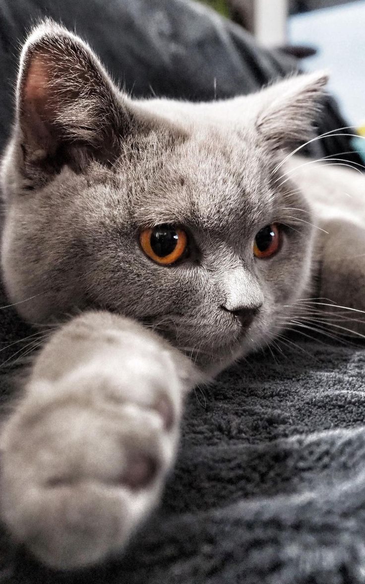 Spring Cat And Dogs Wallpapers - Wallpaper Cave