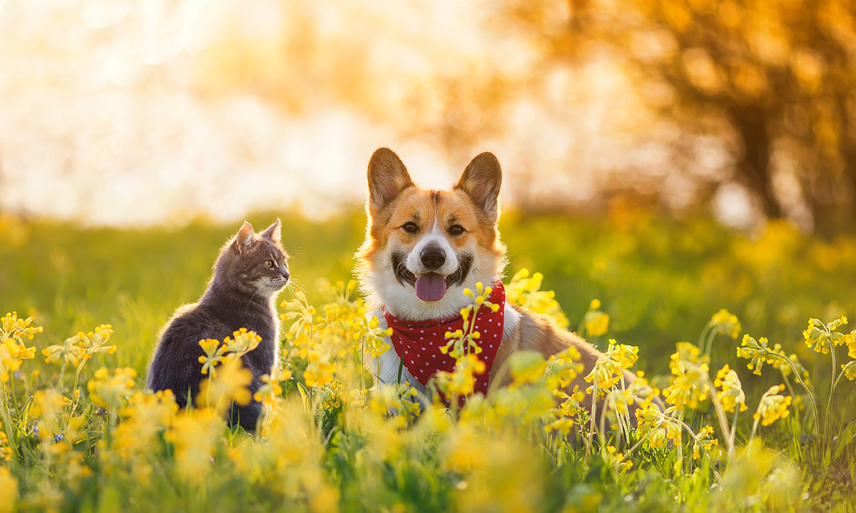 Spring Cat And Dogs Wallpapers - Wallpaper Cave