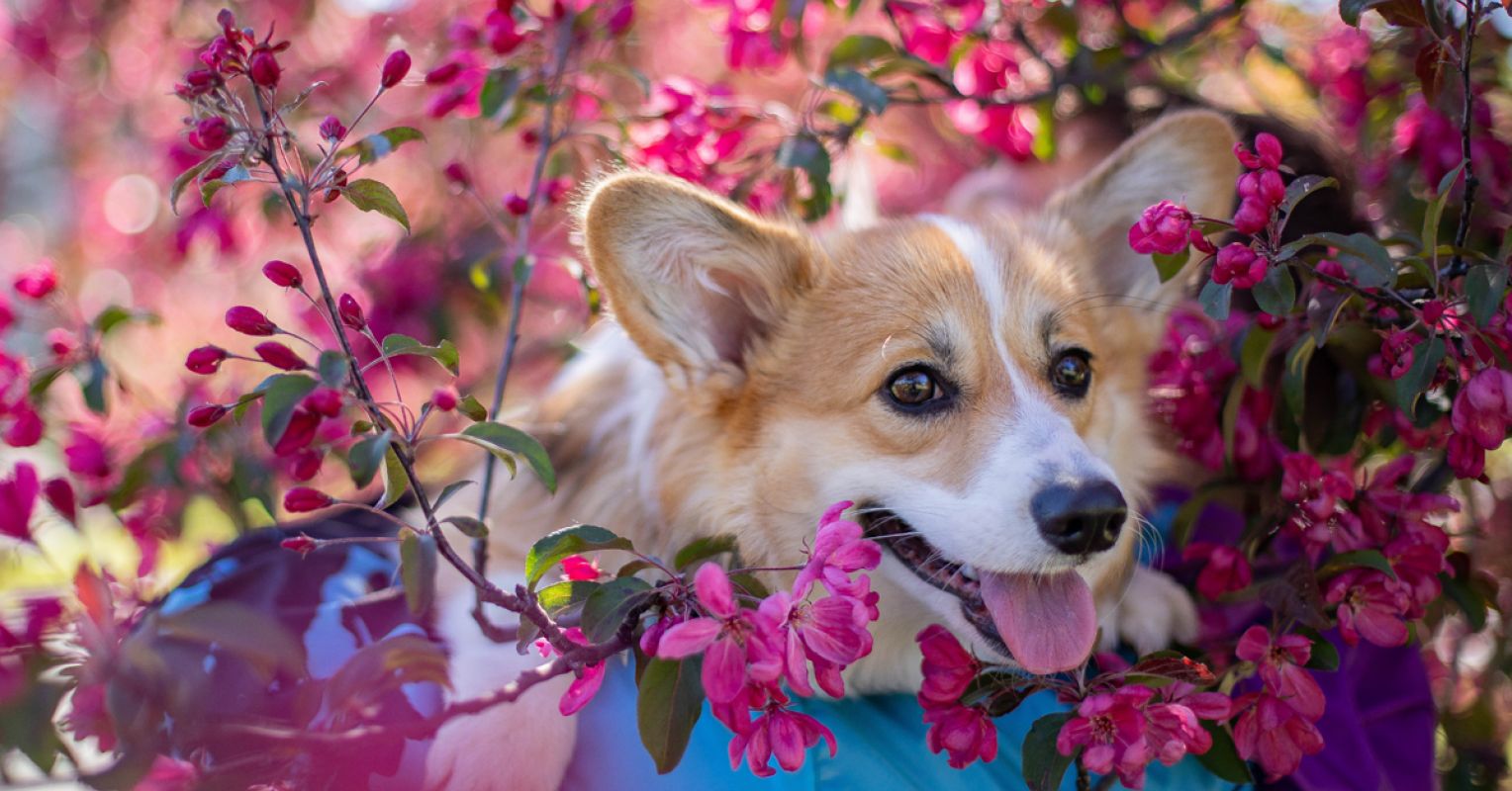 Spring Cat And Dogs Wallpapers - Wallpaper Cave