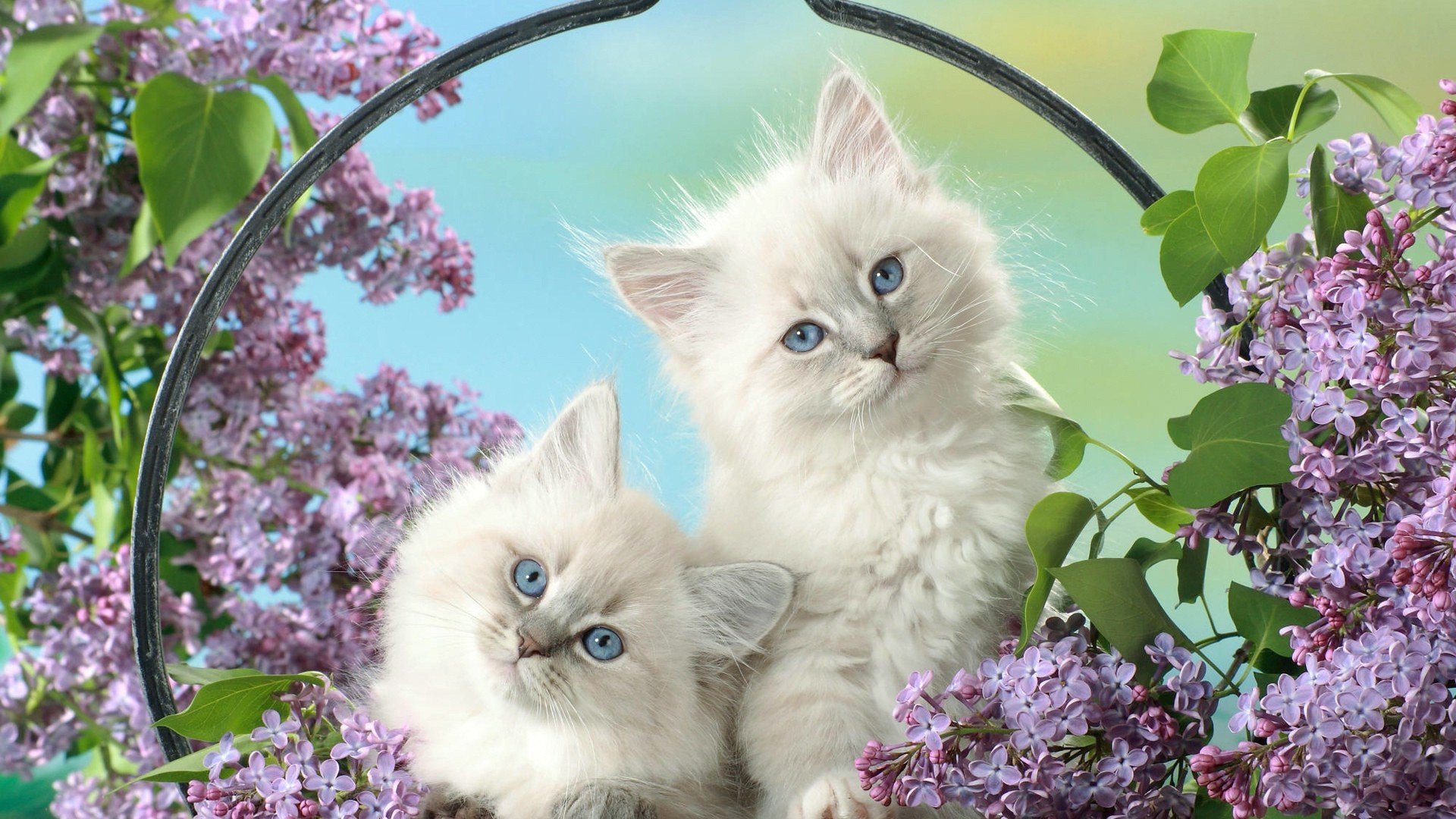 Spring Cat And Dogs Wallpapers - Wallpaper Cave