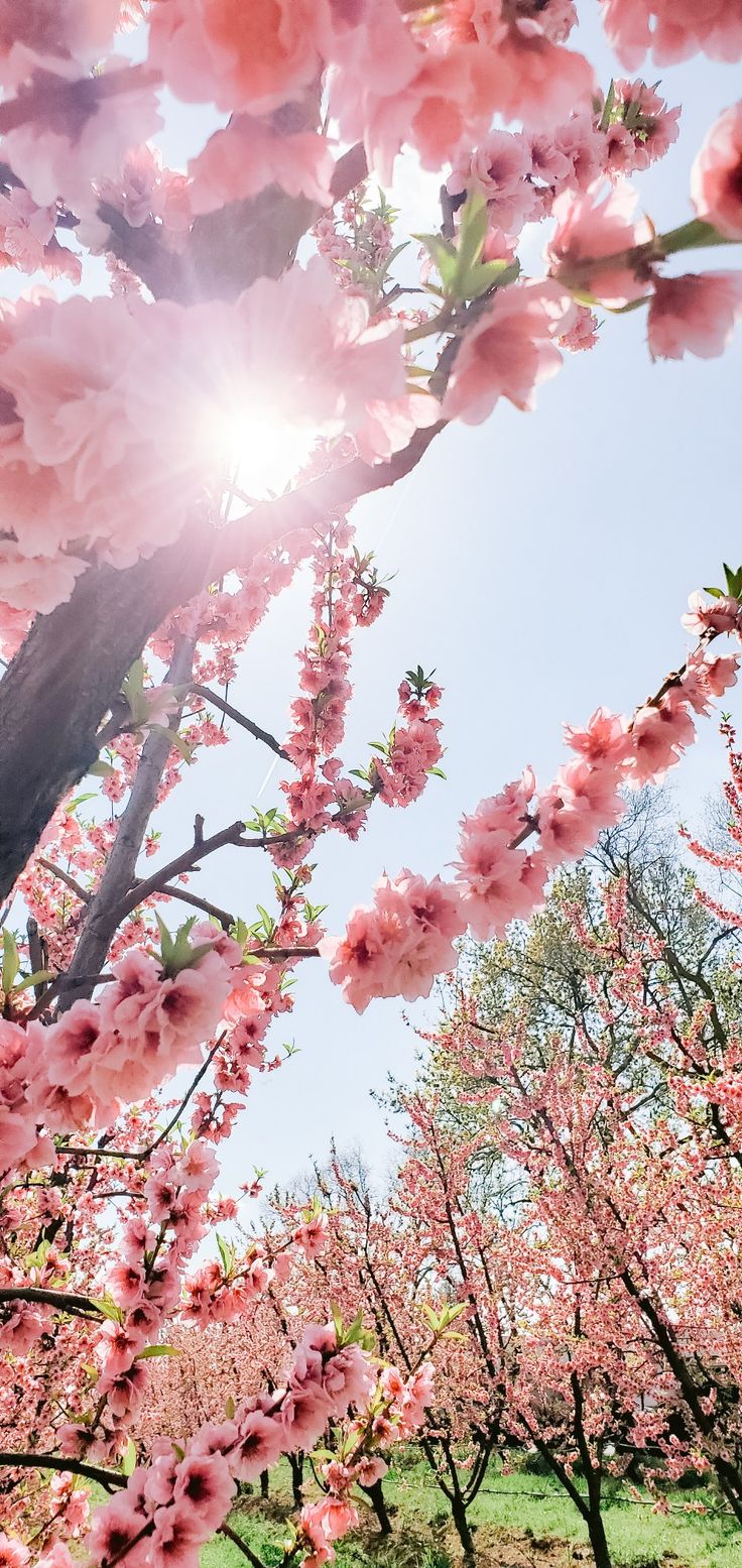 California Spring iPhone Wallpapers - Wallpaper Cave