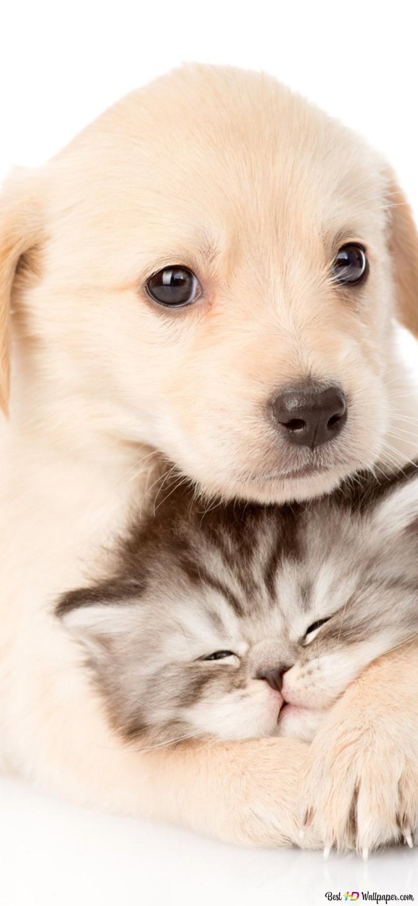 Spring Cat And Dogs Wallpapers - Wallpaper Cave