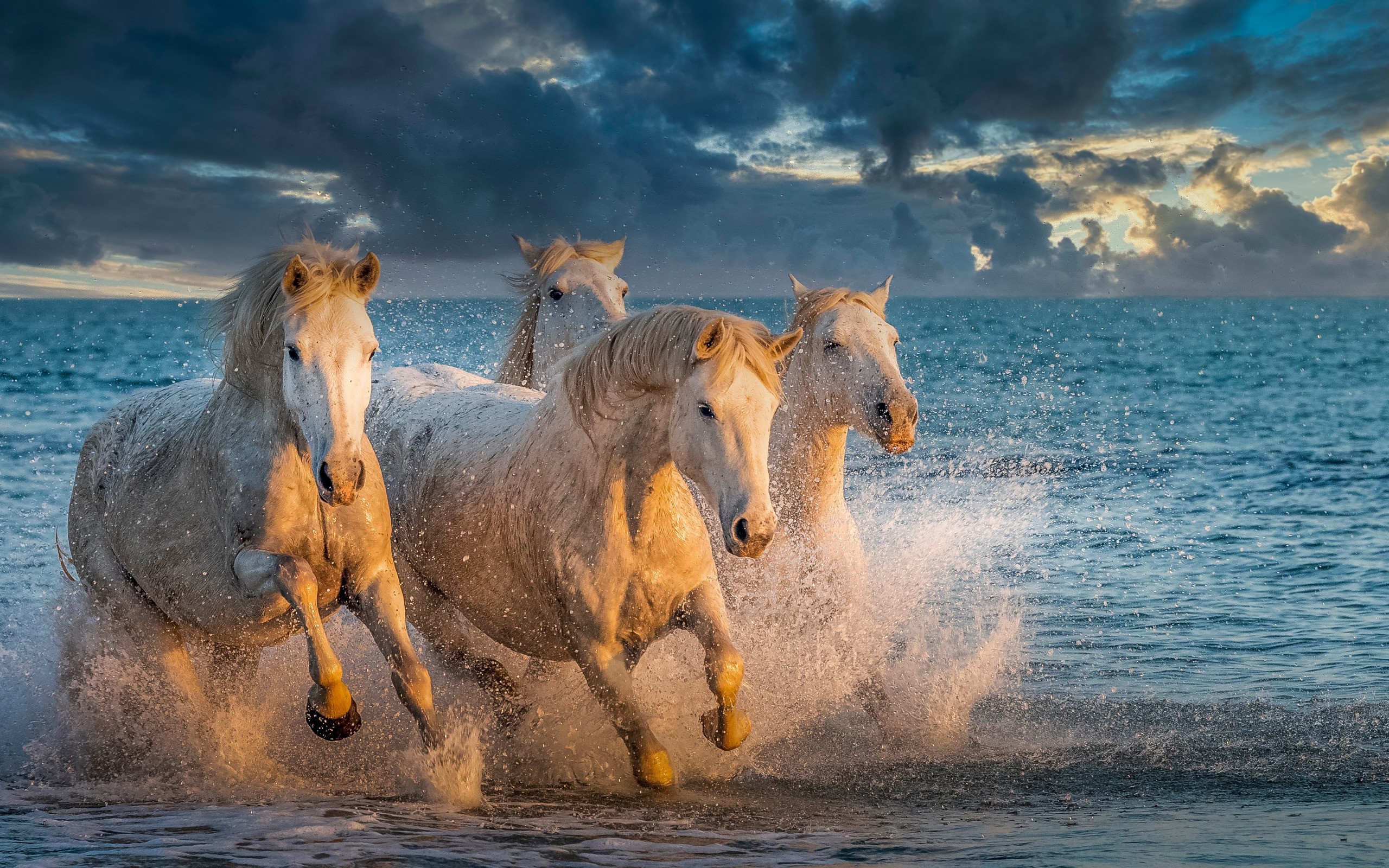 Horses On The Beach Wallpapers - Wallpaper Cave