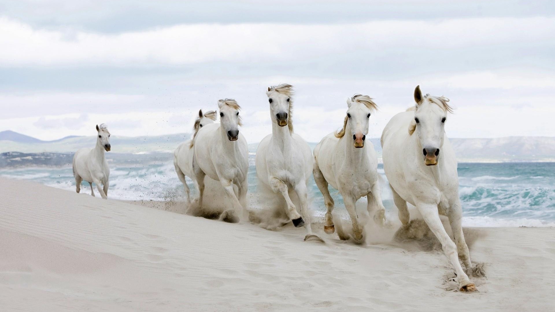 Horses On The Beach Wallpapers - Wallpaper Cave