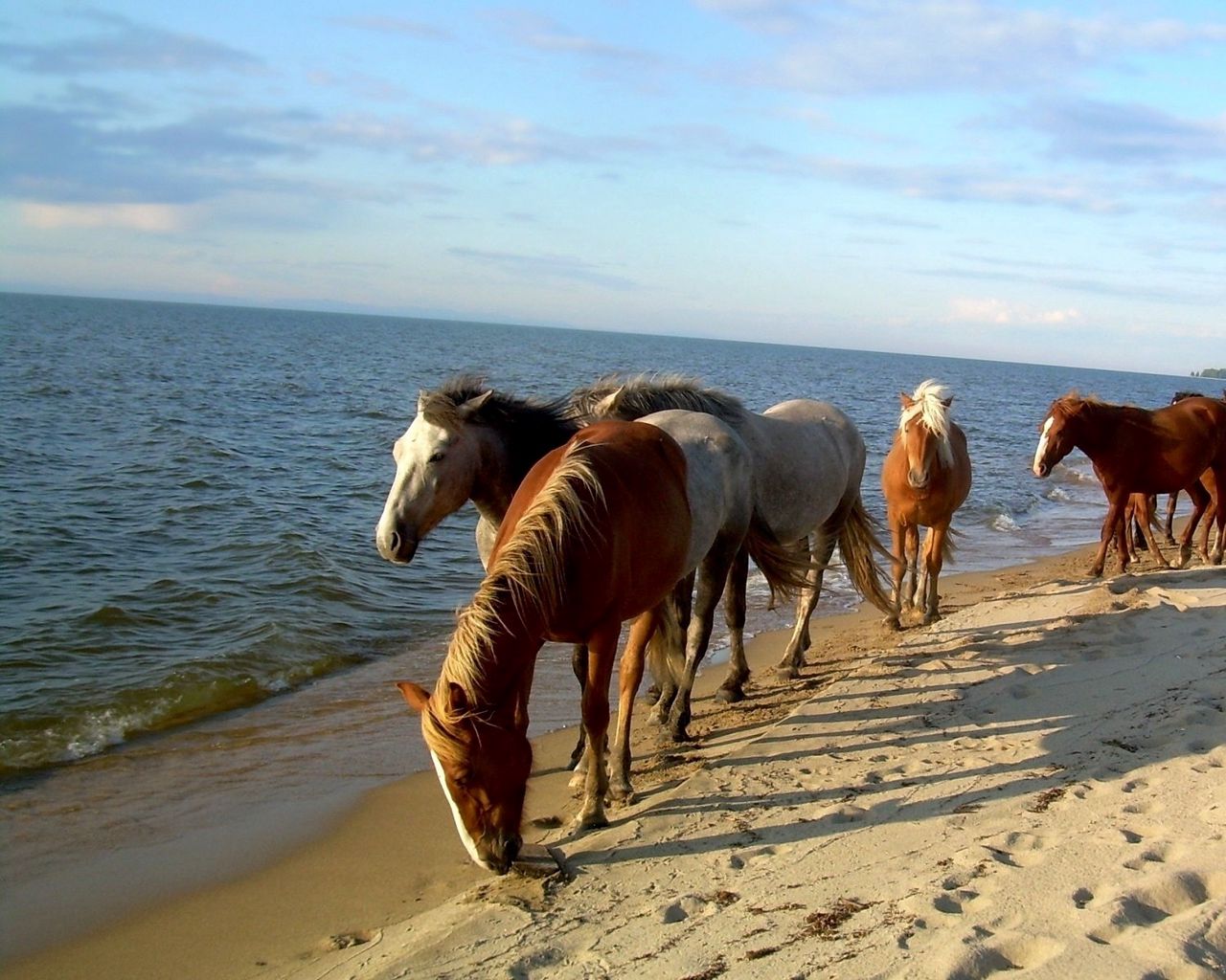 Horses On The Beach Wallpapers - Wallpaper Cave
