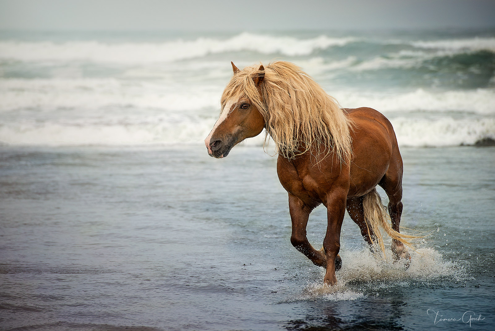 Horses On The Beach Wallpapers - Wallpaper Cave