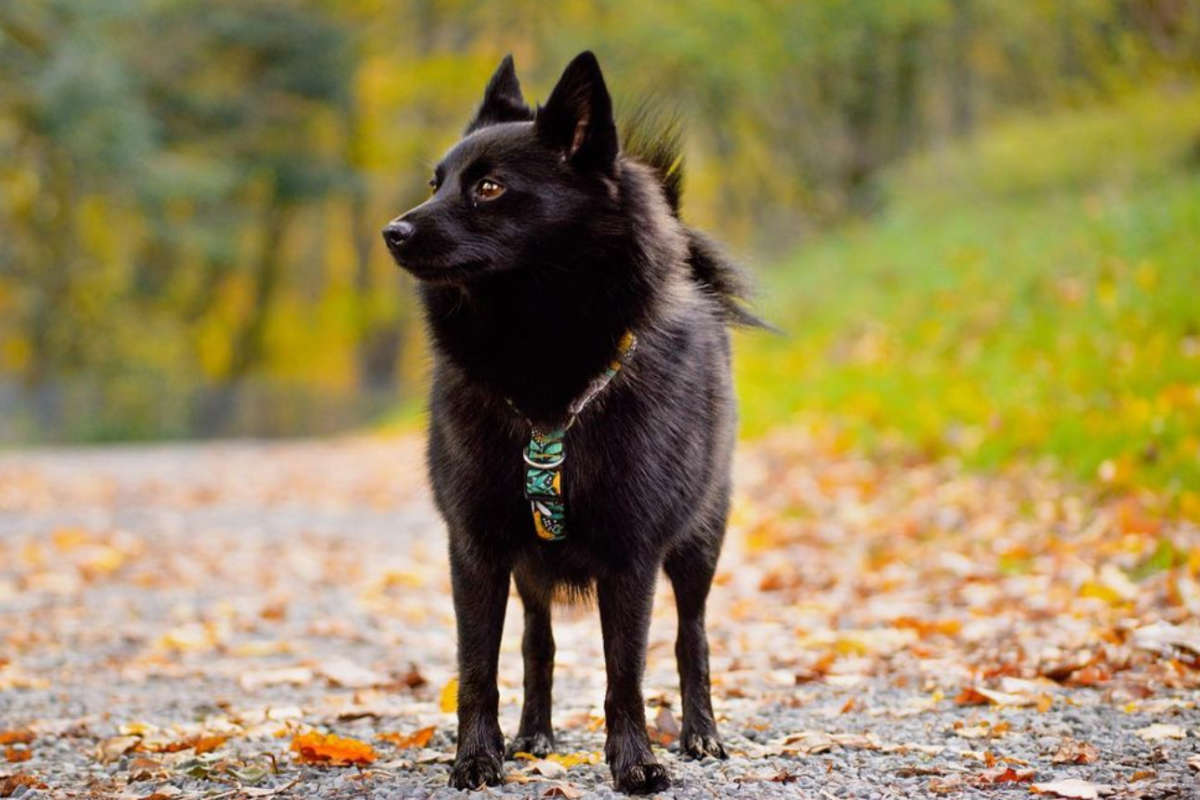 Schipperke Wallpapers - Wallpaper Cave