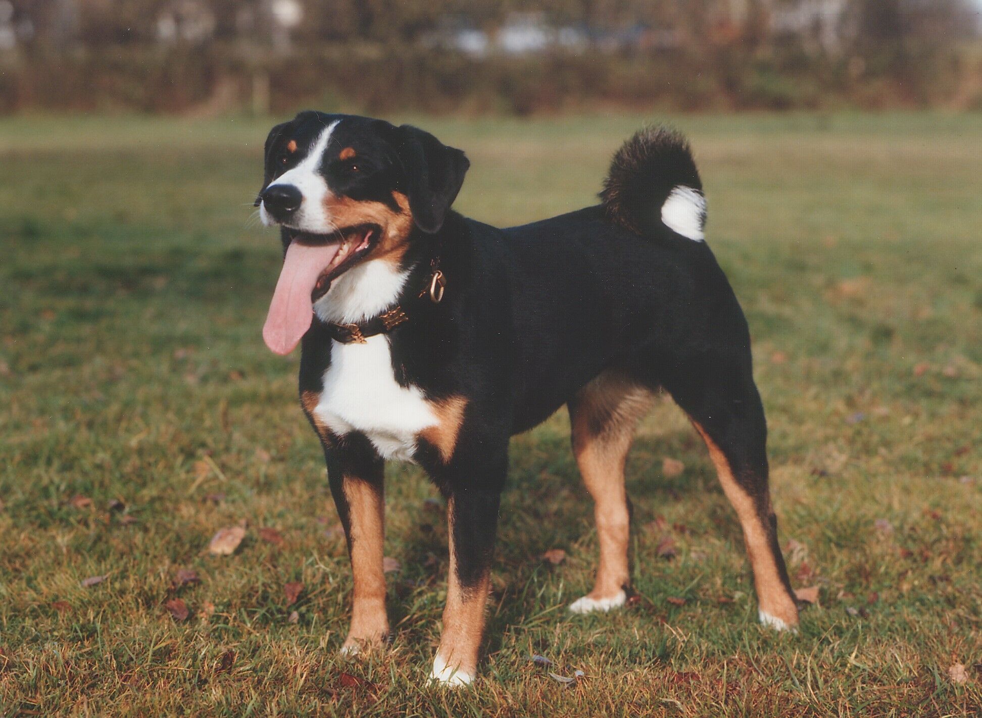 Appenzeller Sennenhund Wallpapers - Wallpaper Cave Appenzeller Sennenhund Wallpapers - Wallpaper Cave