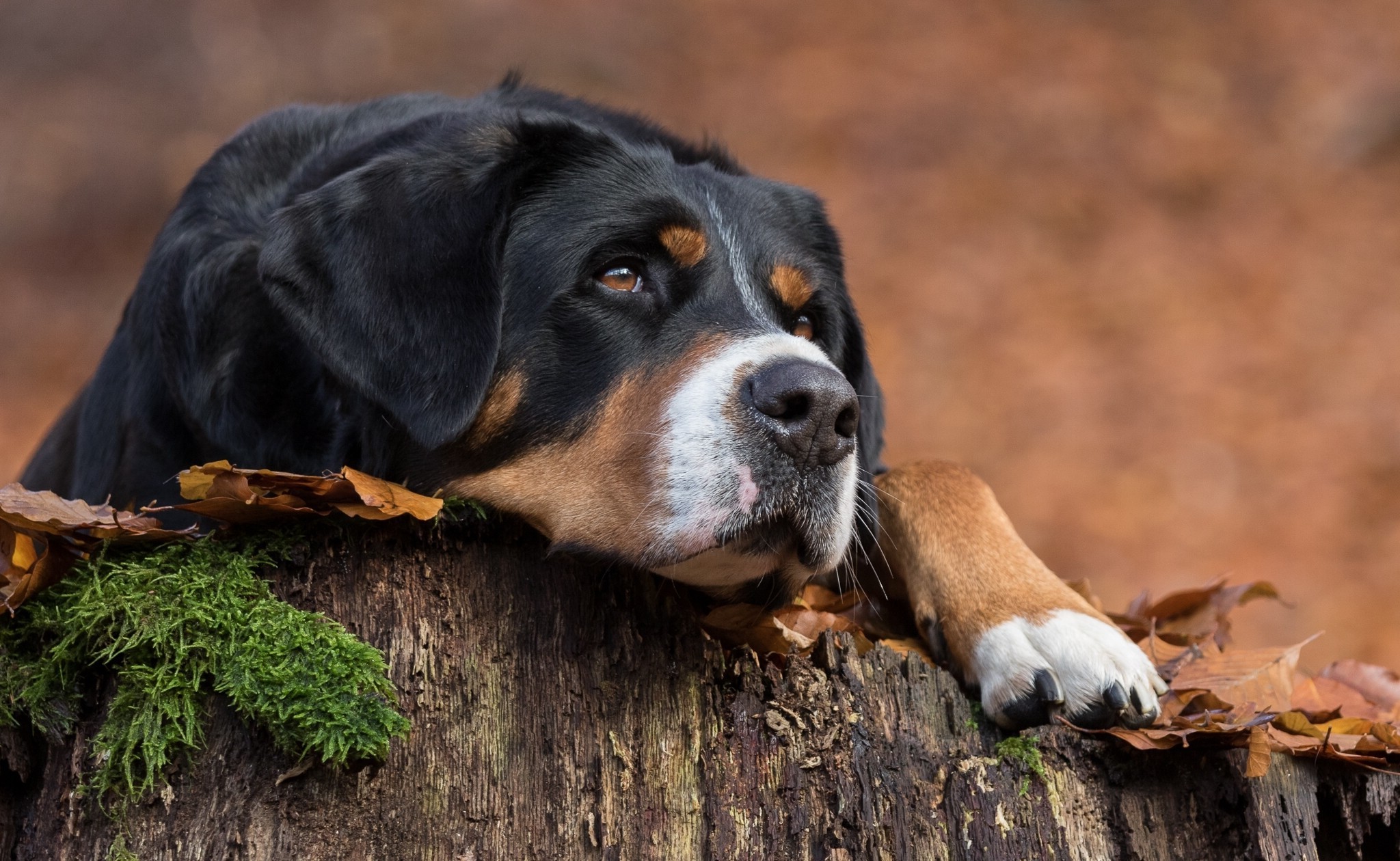 Appenzeller Sennenhund Wallpapers - Wallpaper Cave Appenzeller Sennenhund Wallpapers - Wallpaper Cave