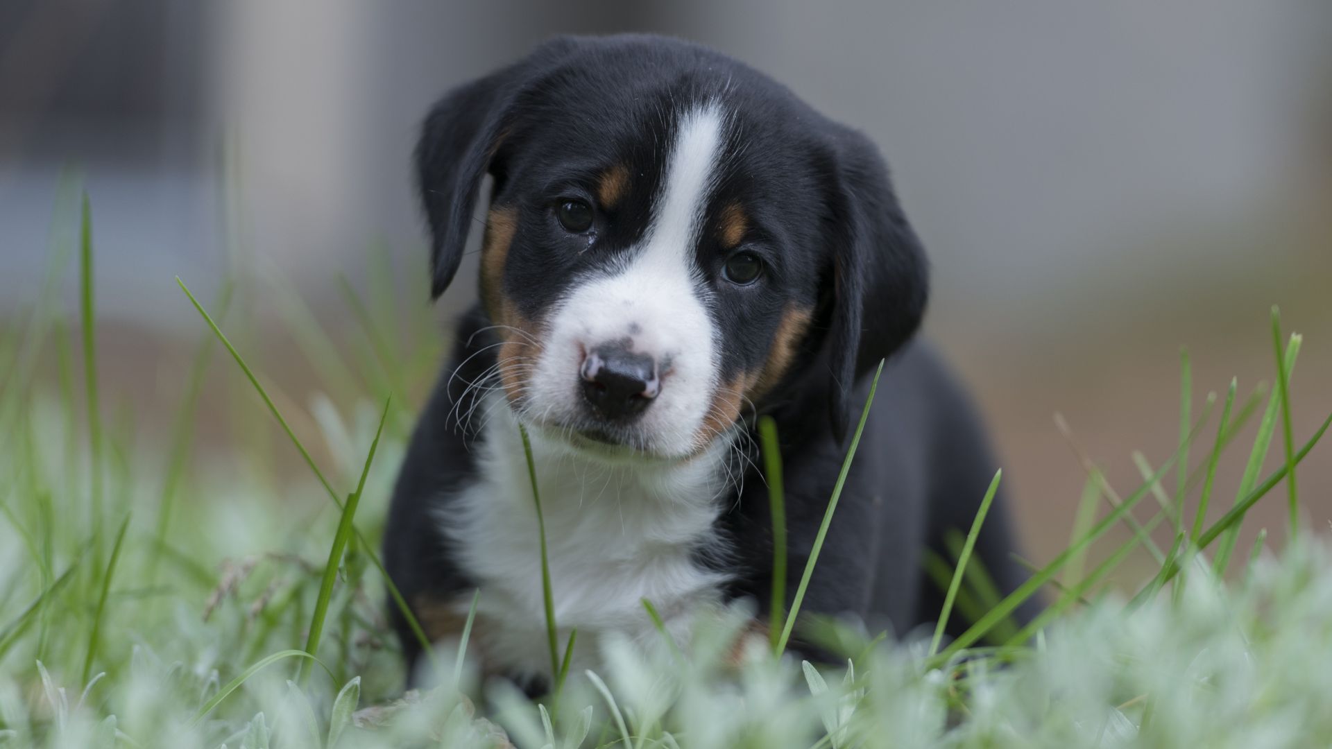 Appenzeller Sennenhund Wallpapers - Wallpaper Cave Appenzeller Sennenhund Wallpapers - Wallpaper Cave