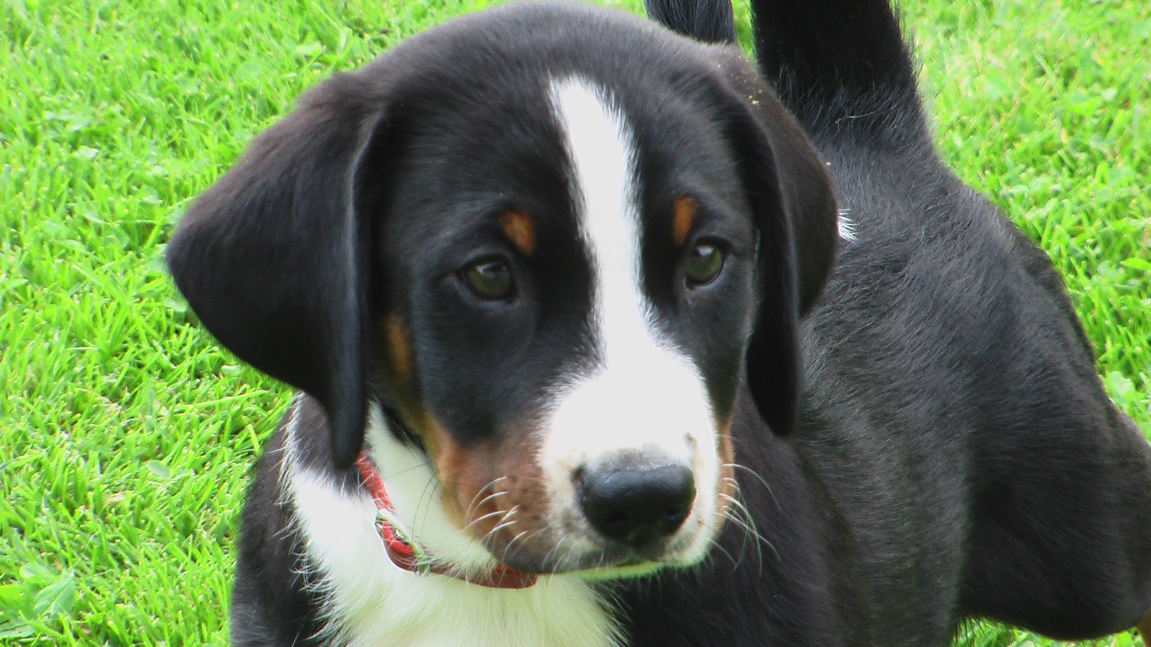 Appenzeller Sennenhund Wallpapers - Wallpaper Cave Appenzeller Sennenhund Wallpapers - Wallpaper Cave