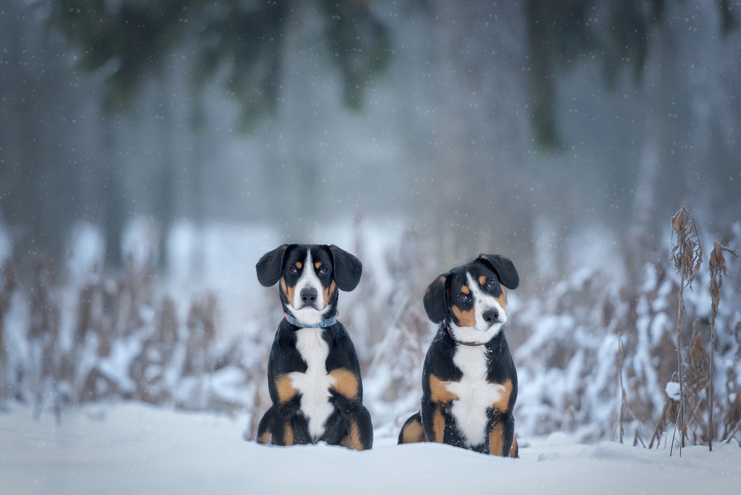 Appenzeller Sennenhund Wallpapers - Wallpaper Cave Appenzeller Sennenhund Wallpapers - Wallpaper Cave