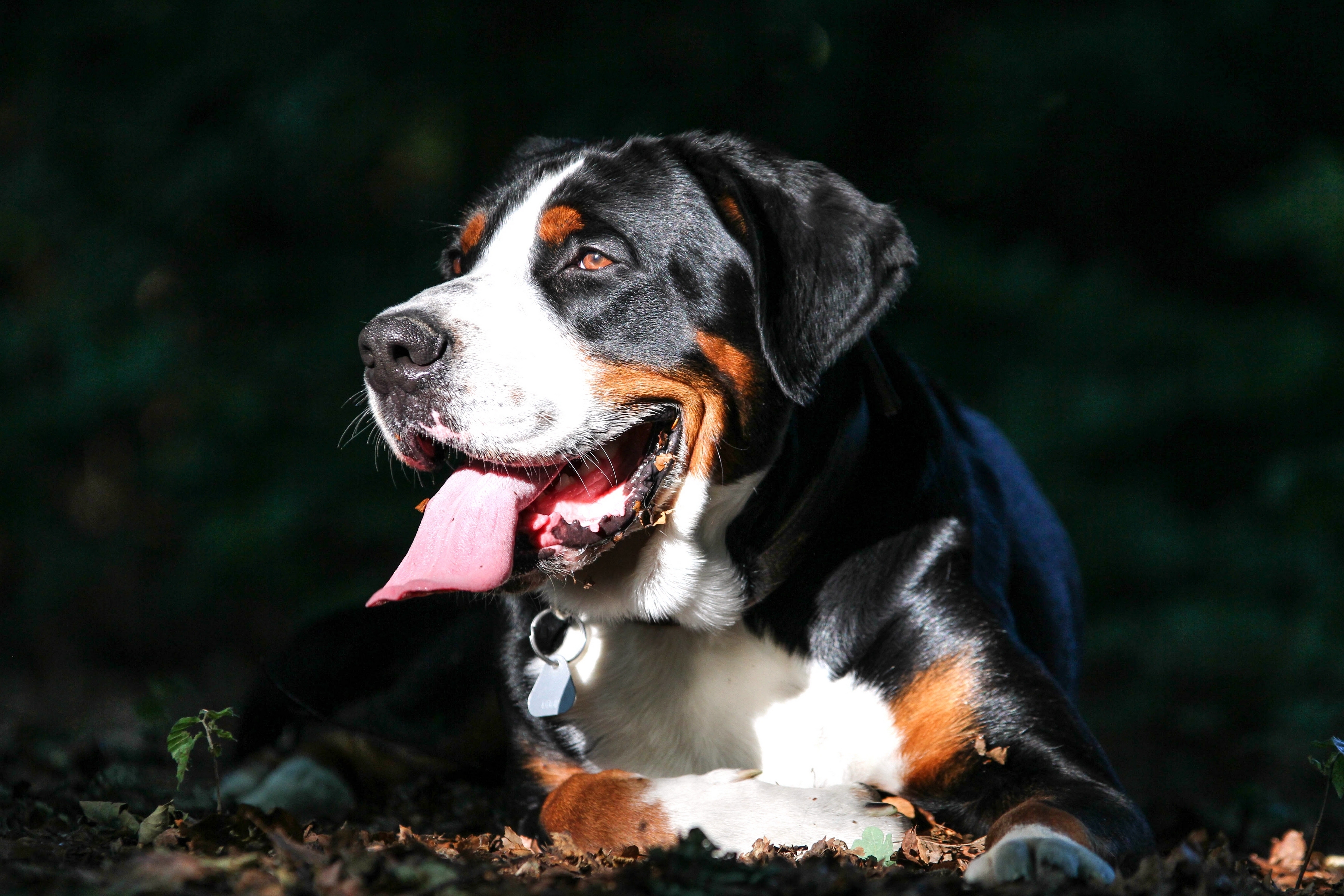 Appenzeller Sennenhund Wallpapers - Wallpaper Cave Appenzeller Sennenhund Wallpapers - Wallpaper Cave