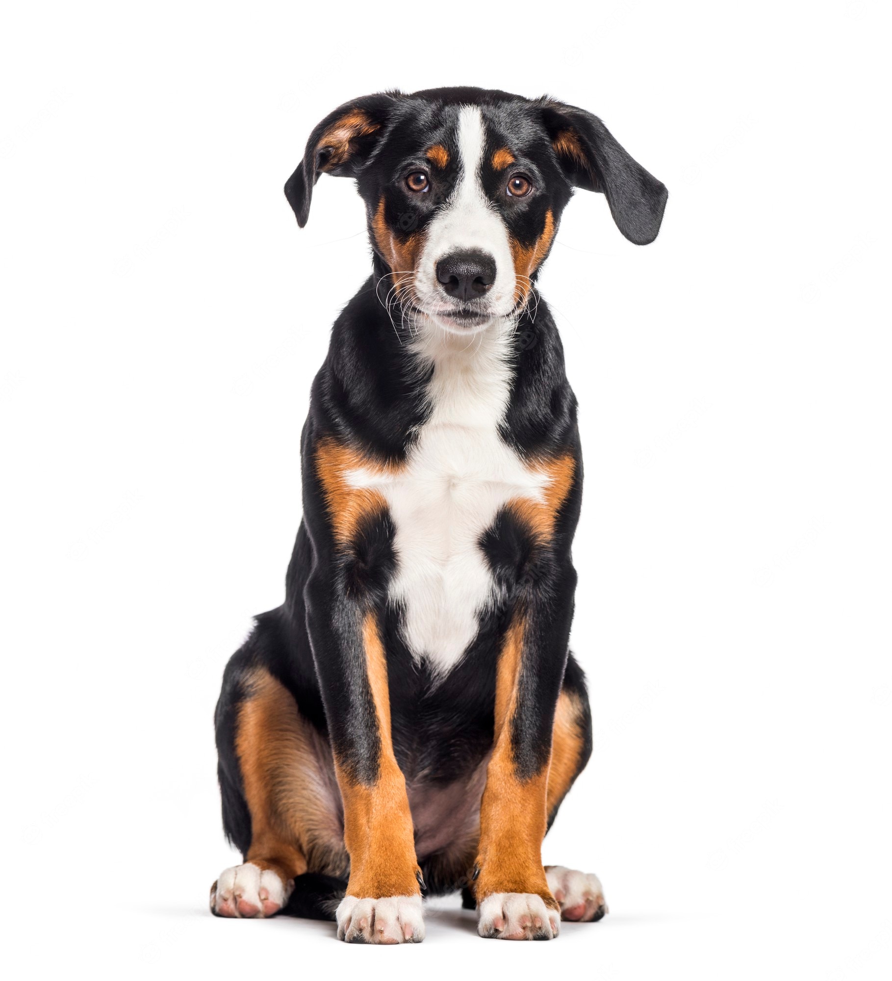 Appenzeller Sennenhund Wallpapers - Wallpaper Cave Appenzeller Sennenhund Wallpapers - Wallpaper Cave