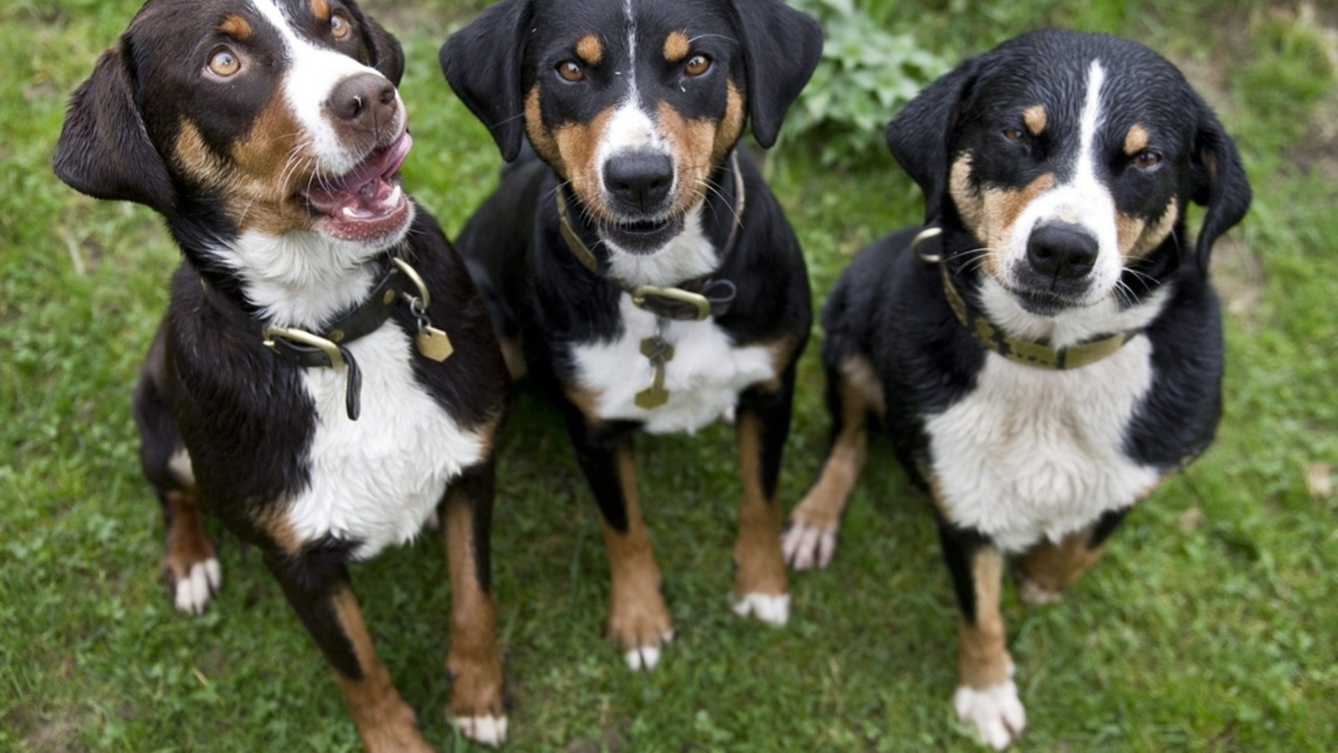 Appenzeller Sennenhund Wallpapers - Wallpaper Cave Appenzeller Sennenhund Wallpapers - Wallpaper Cave