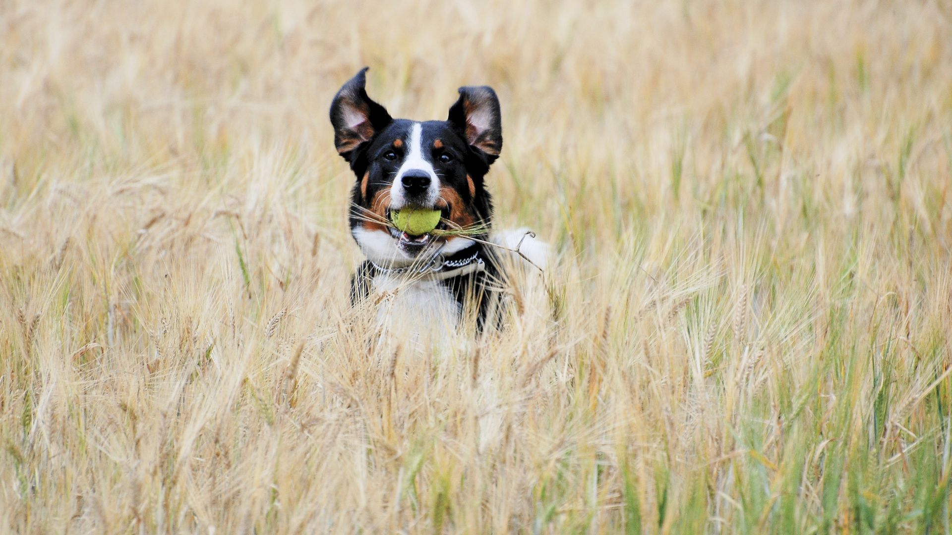 Appenzeller Sennenhund Wallpapers - Wallpaper Cave Appenzeller Sennenhund Wallpapers - Wallpaper Cave