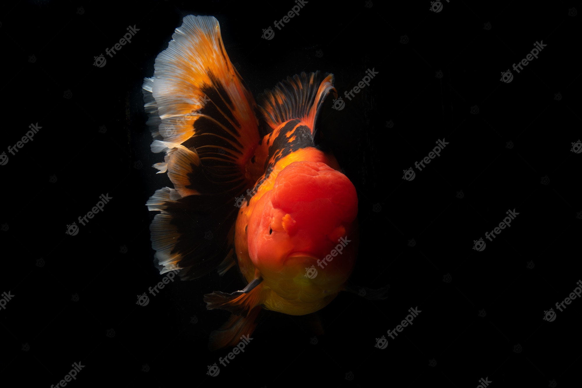 Ranchu Wallpapers - Wallpaper Cave