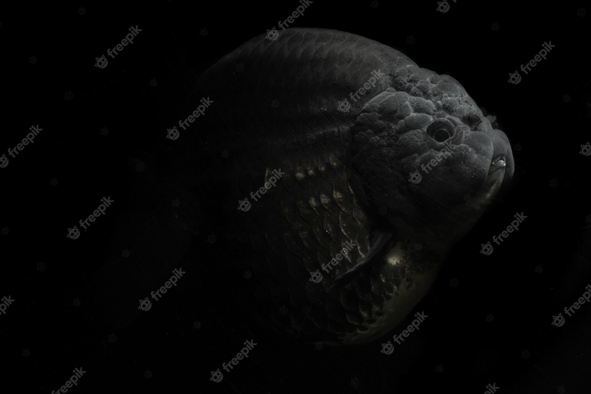 Ranchu Wallpapers - Wallpaper Cave