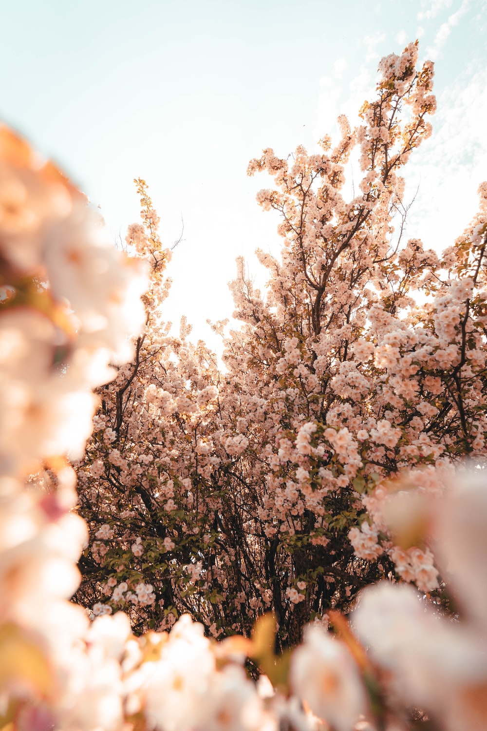 Spring Brown Wallpapers - Wallpaper Cave