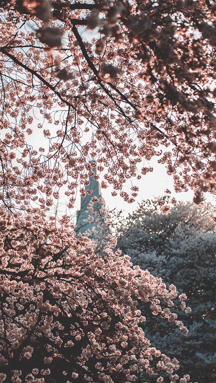 Spring Brown Wallpapers - Wallpaper Cave