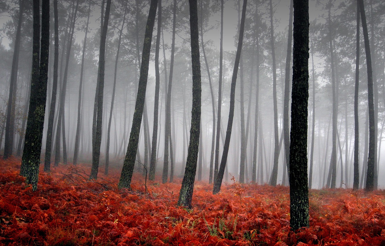 Red Fog Wallpapers - Wallpaper Cave
