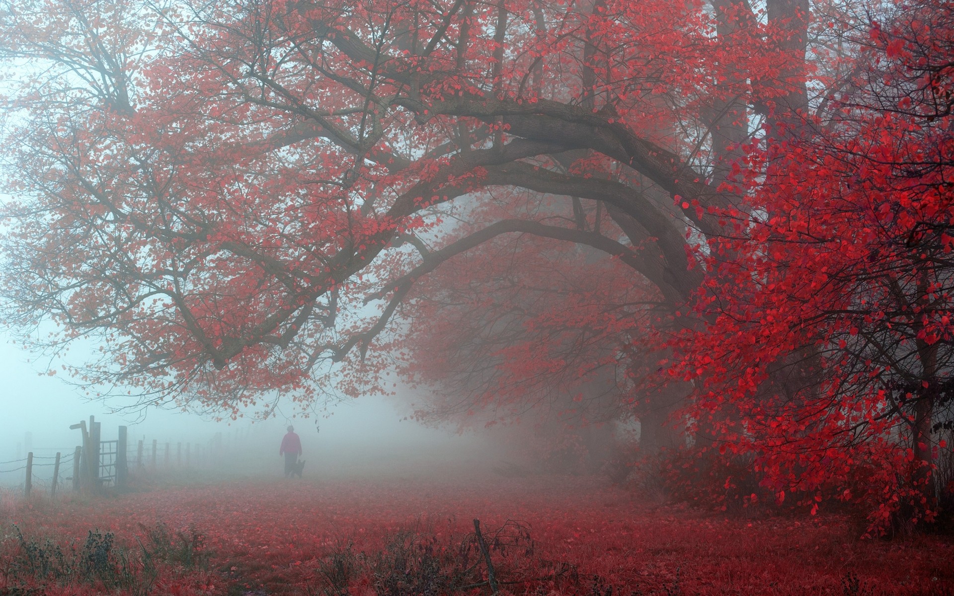 Red Fog Wallpapers - Wallpaper Cave