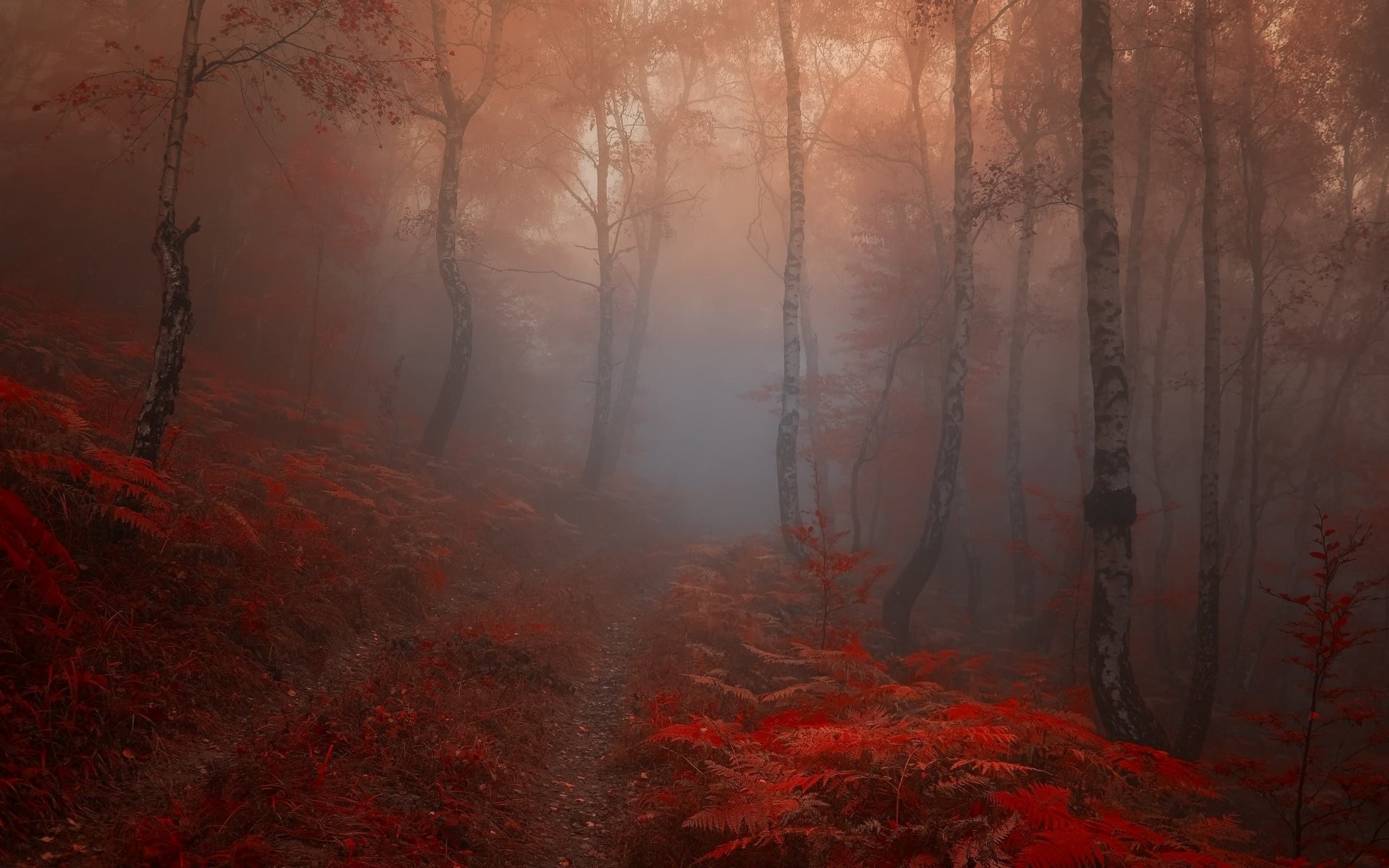 Red Fog Wallpapers - Wallpaper Cave