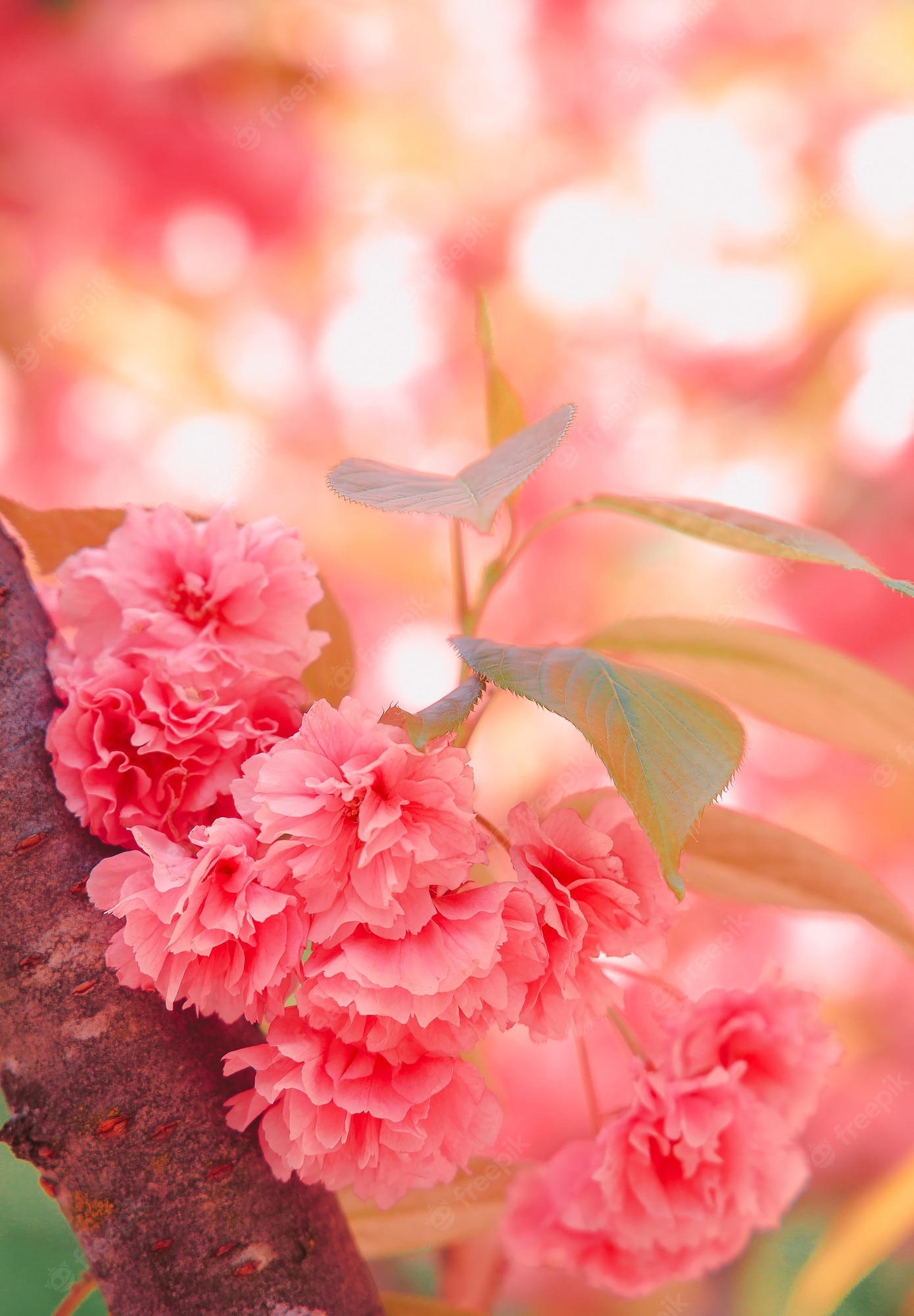 Red Spring Flowers Aesthetic Wallpapers - Wallpaper Cave