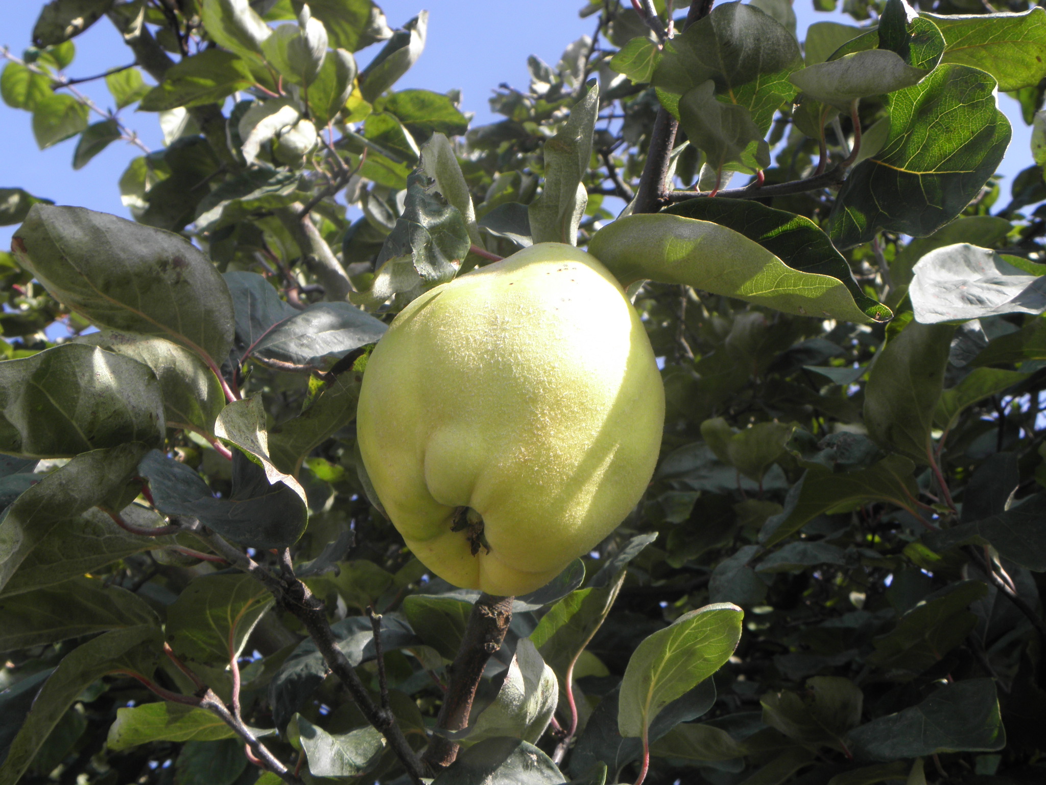 Cydonia Oblonga Wallpapers - Wallpaper Cave