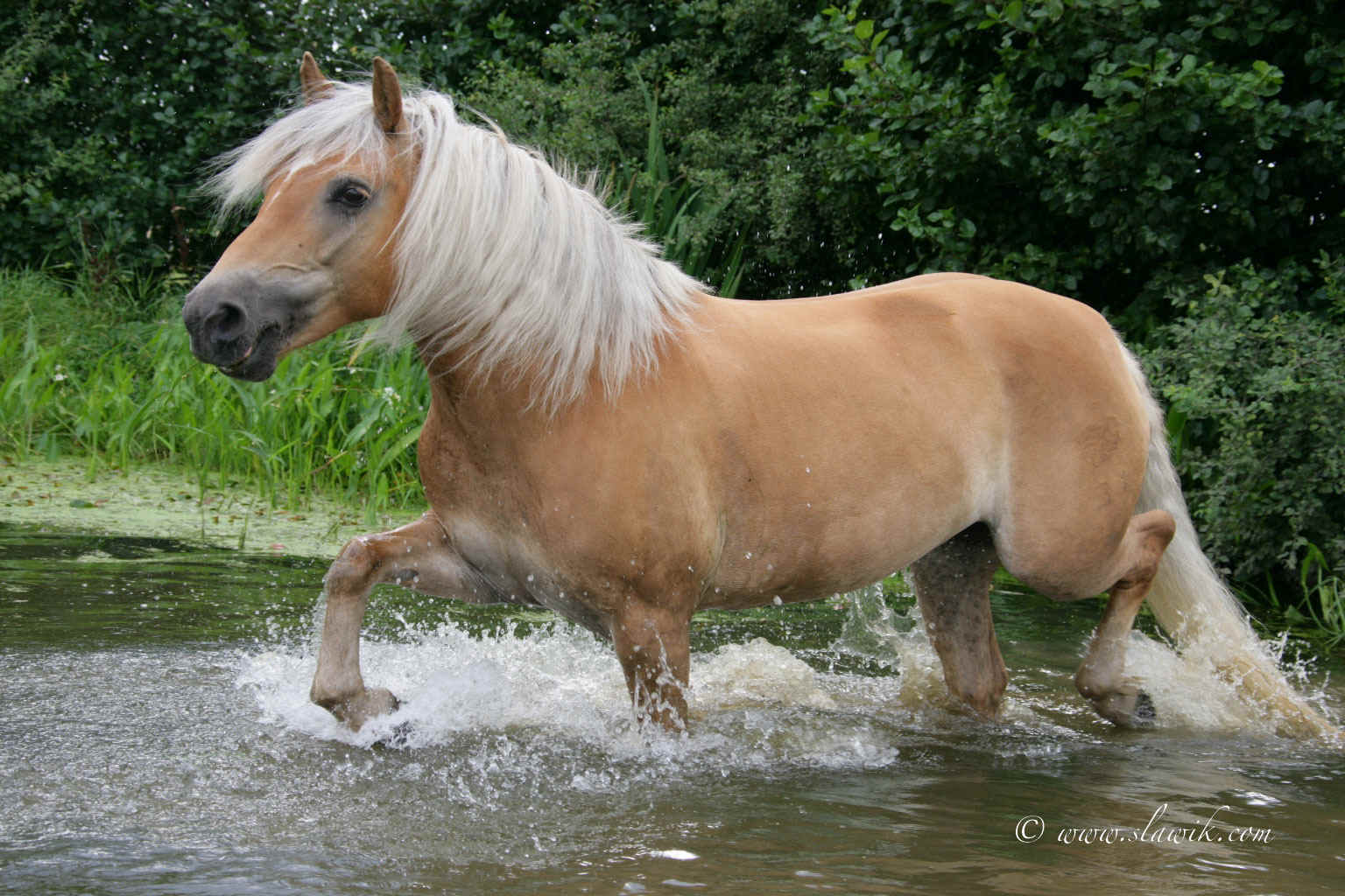 Haflinger Horse Wallpapers - Wallpaper Cave
