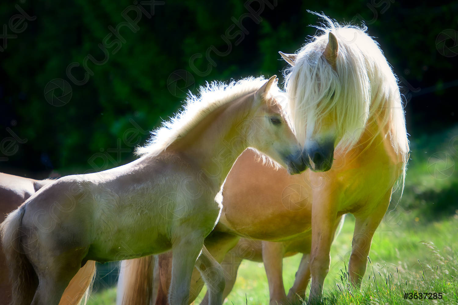 Haflinger Horse Wallpapers - Wallpaper Cave
