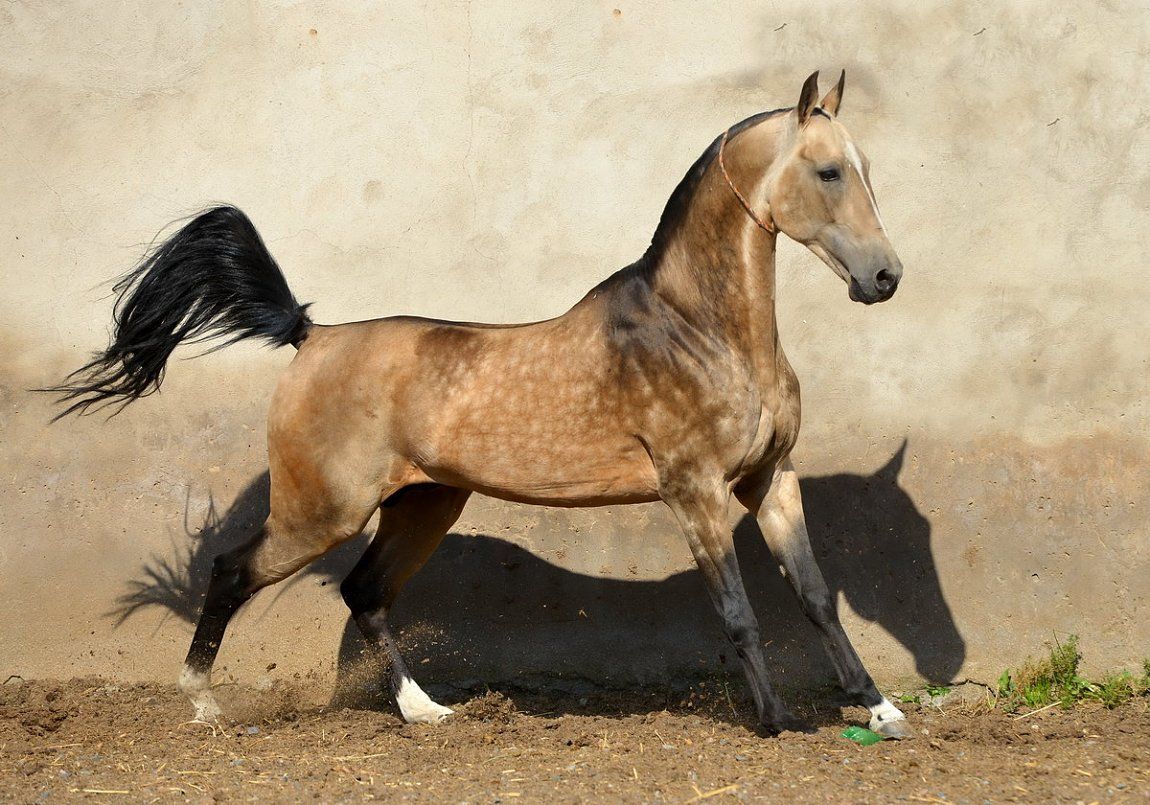 Akhal-Teke Horse Wallpapers - Wallpaper Cave