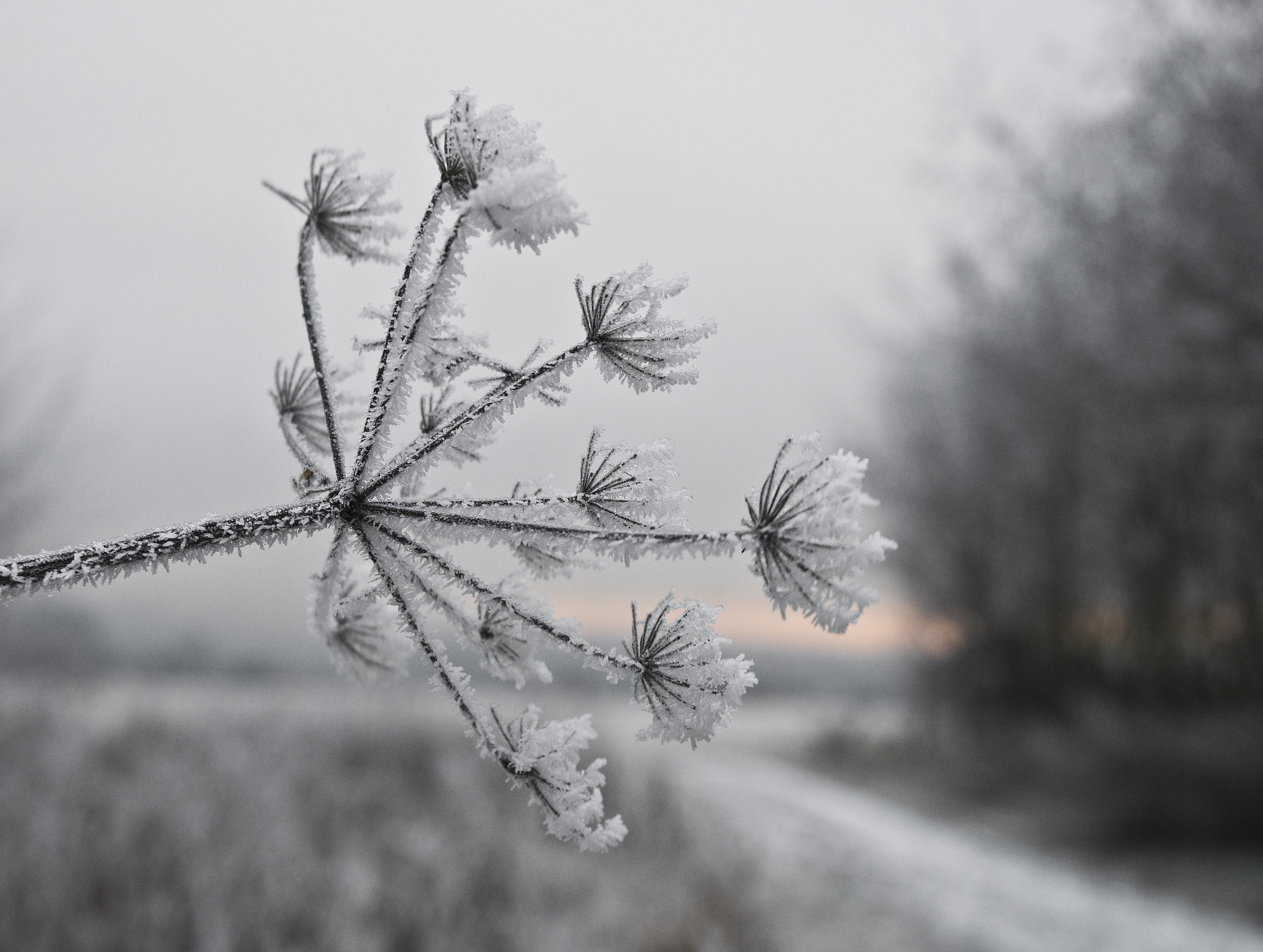 Early Morning Frost Wallpapers - Wallpaper Cave