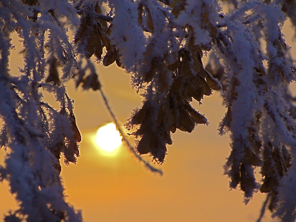 Early Morning Frost Wallpapers - Wallpaper Cave