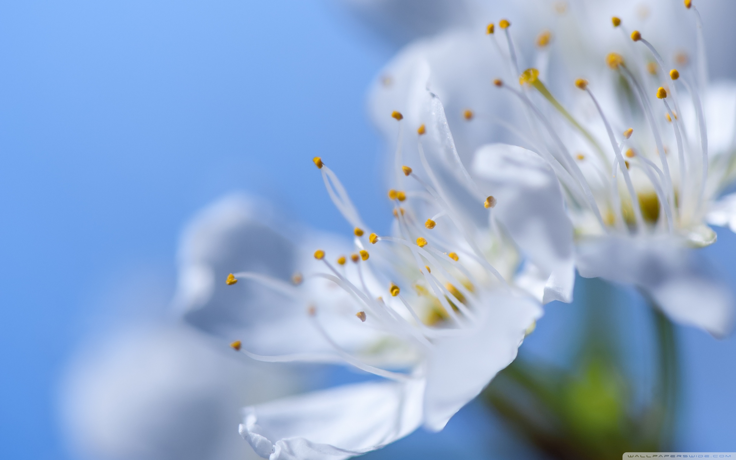 2k Spring Wallpapers - Wallpaper Cave