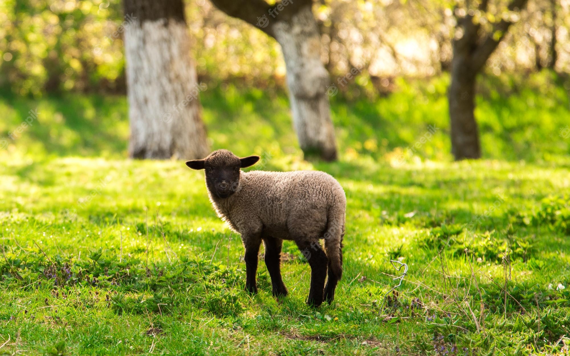 Farmhouse Spring Wallpapers - Wallpaper Cave