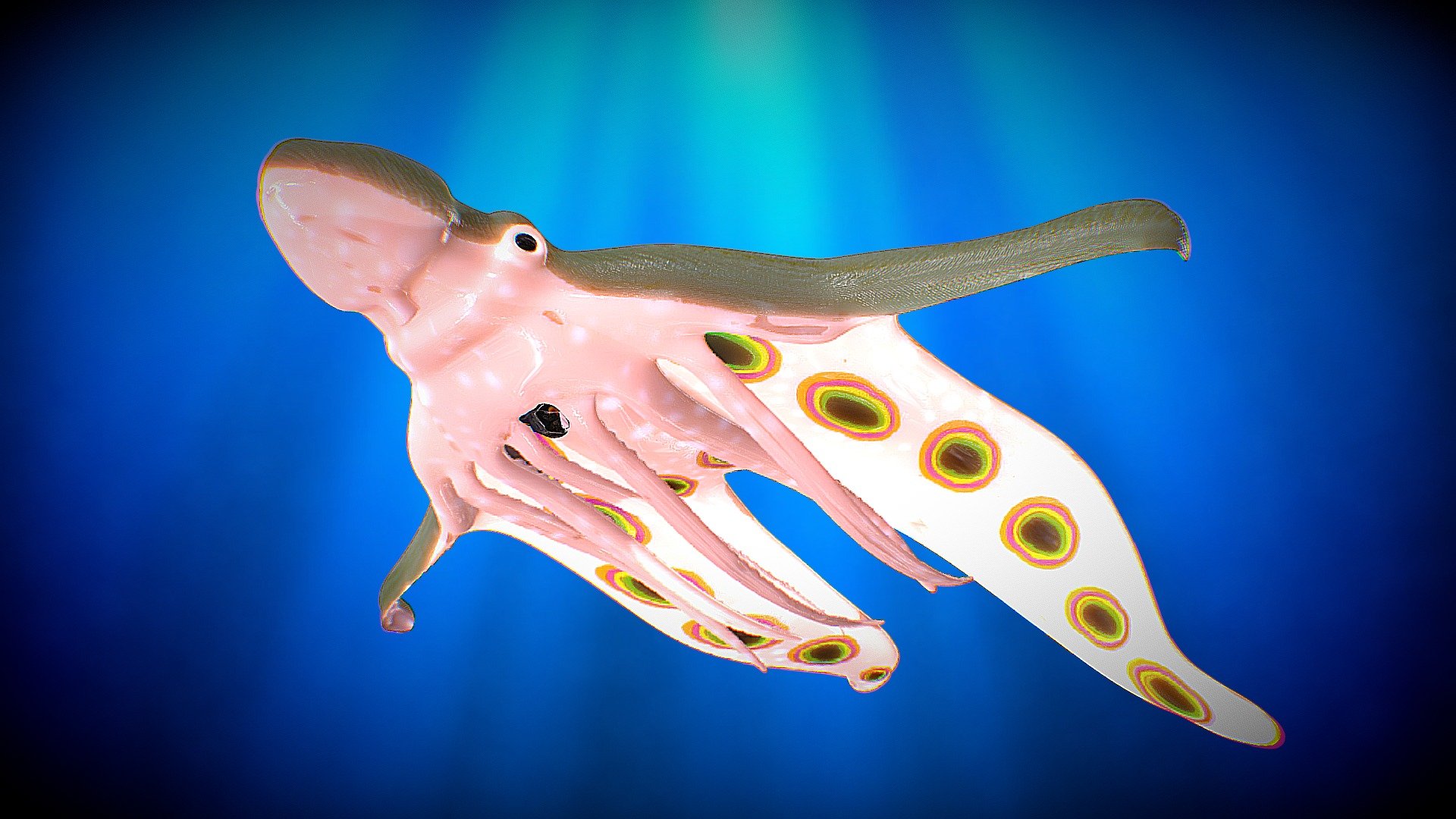 Blanket Octopus Wallpapers - Wallpaper Cave