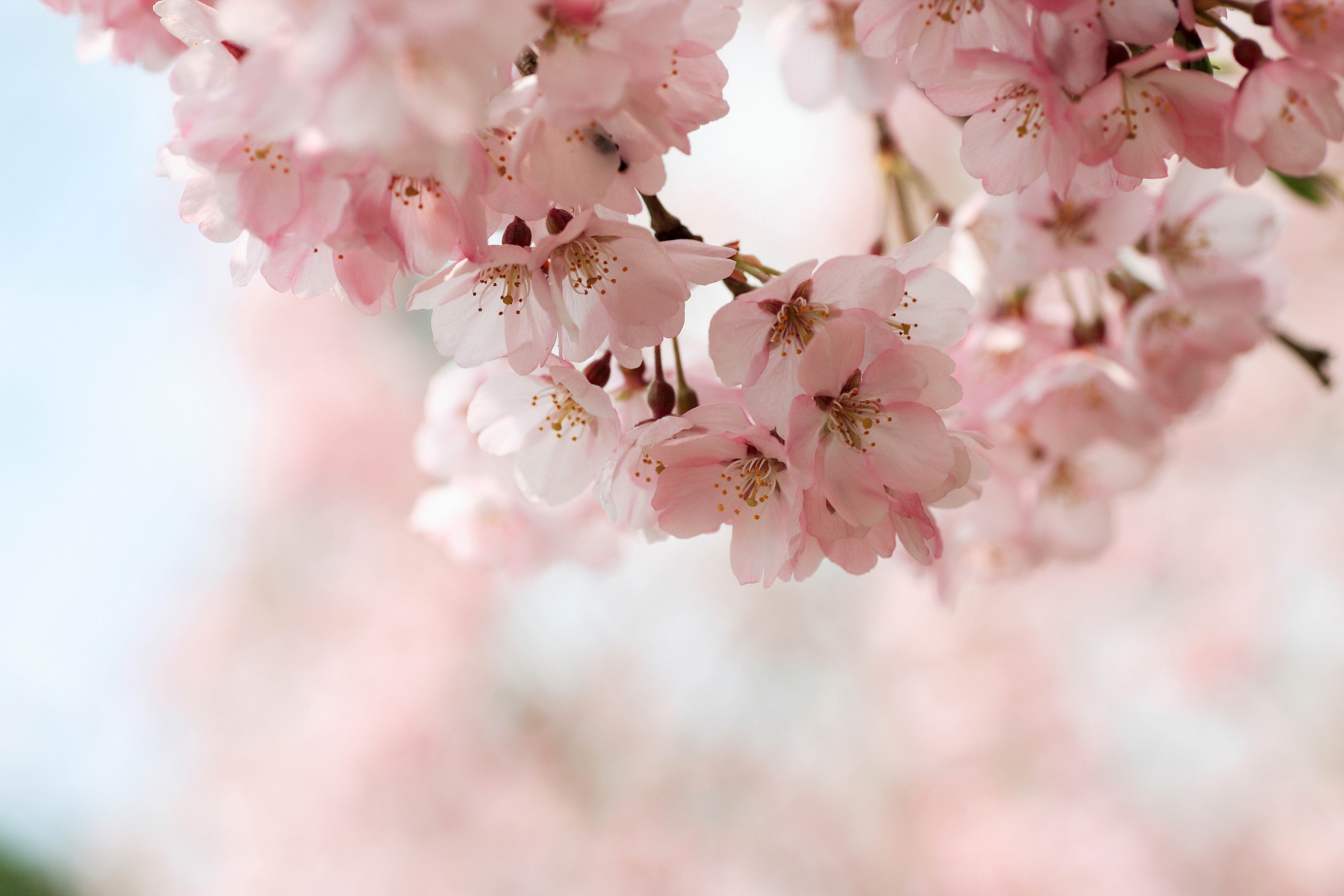 Spring Cherry Trees Wallpapers - Wallpaper Cave