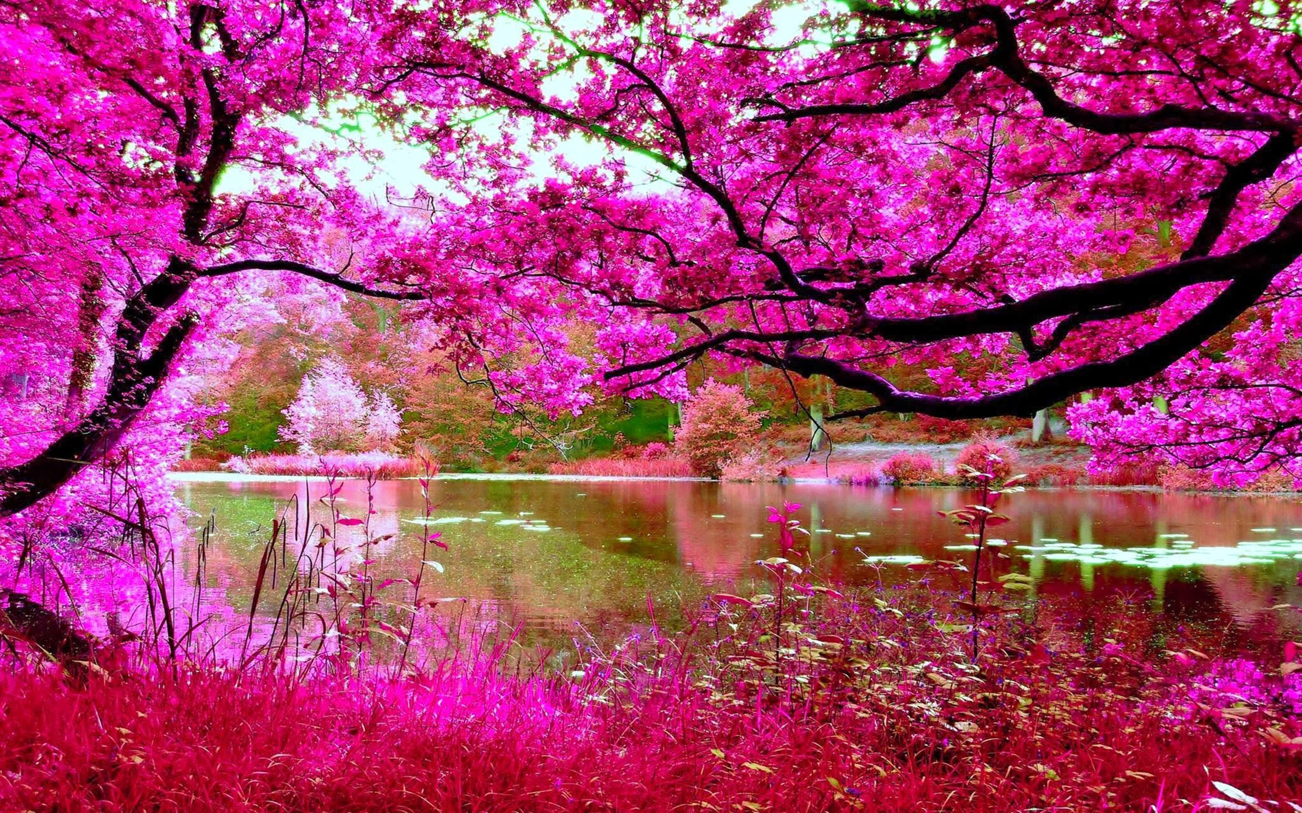 Spring Cherry Trees Wallpapers - Wallpaper Cave