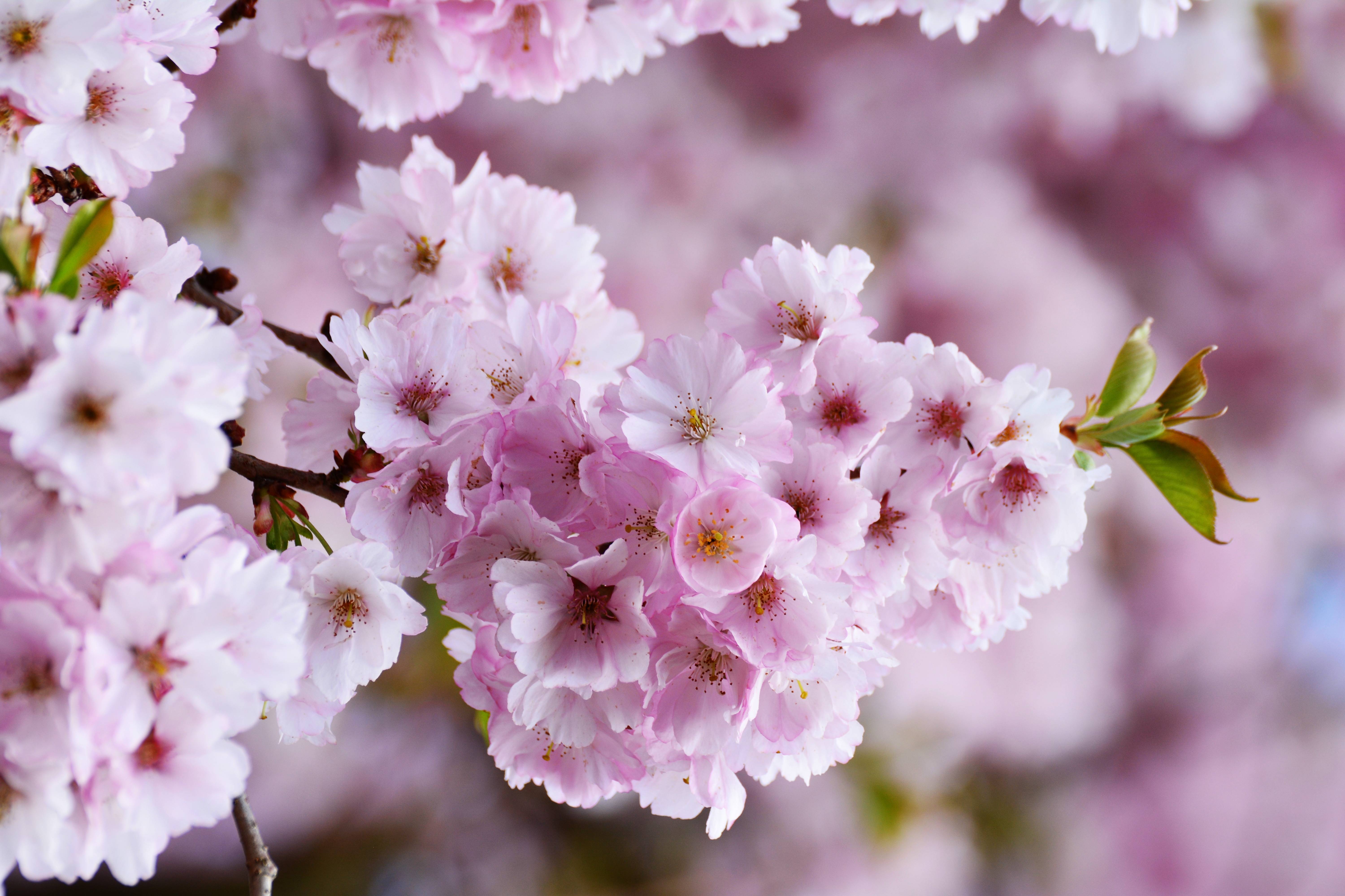 Spring Cherry Trees Wallpapers - Wallpaper Cave