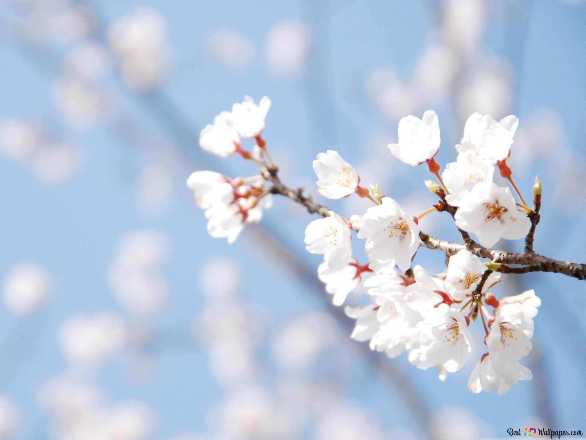 Spring Cherry Trees Wallpapers - Wallpaper Cave