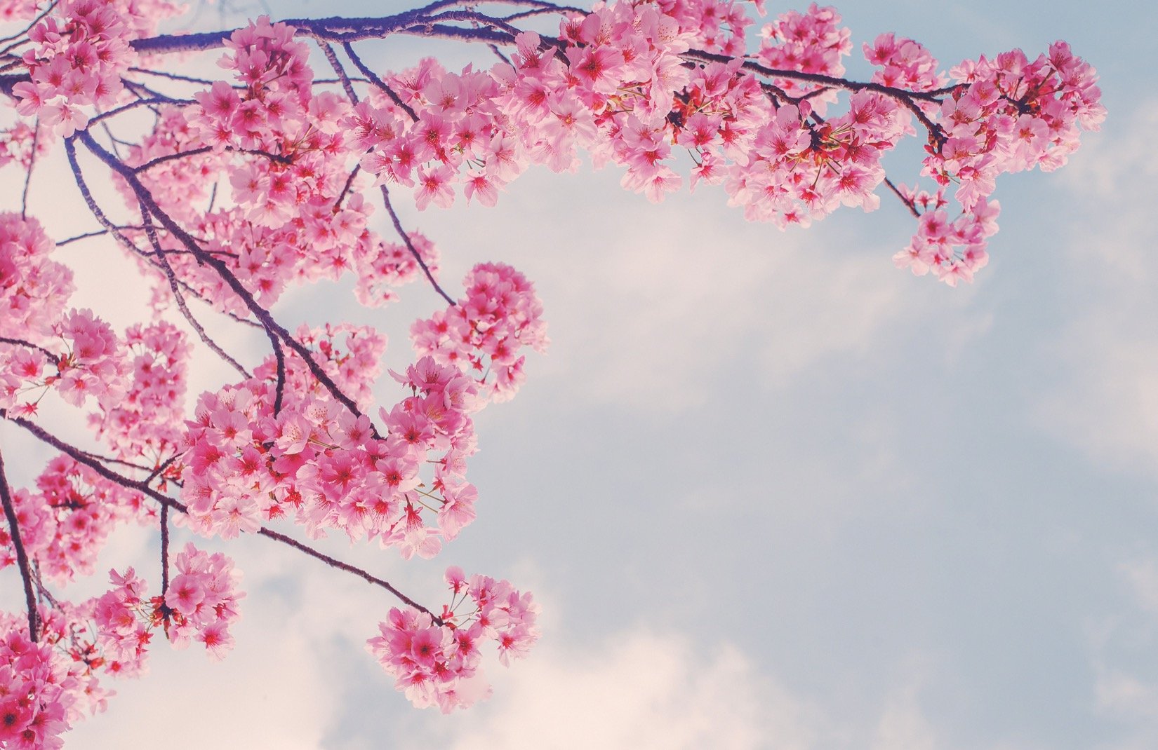 Spring Cherry Trees Wallpapers - Wallpaper Cave